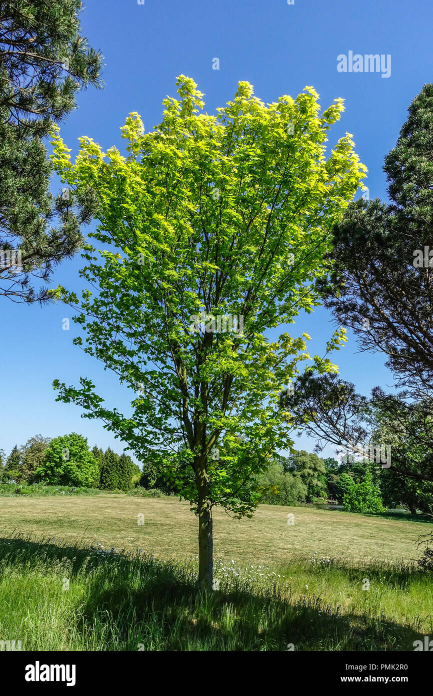 Acer cappadocicum 'Aureum', Golden Cappadocian maple tree Stock Photo ...