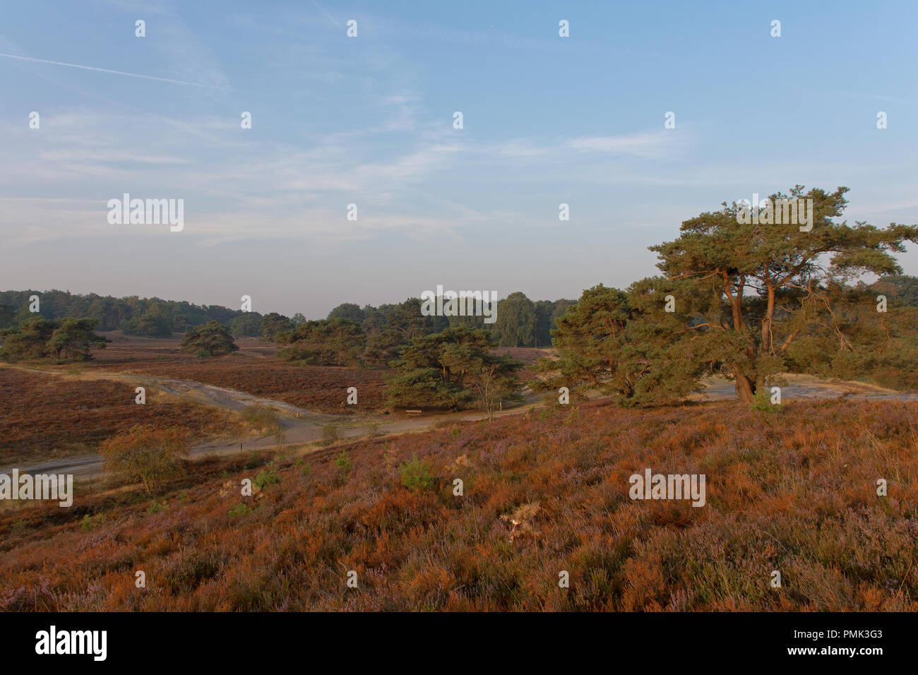 Heather of Brunssummerheide, The Netherlands Stock Photo - Alamy