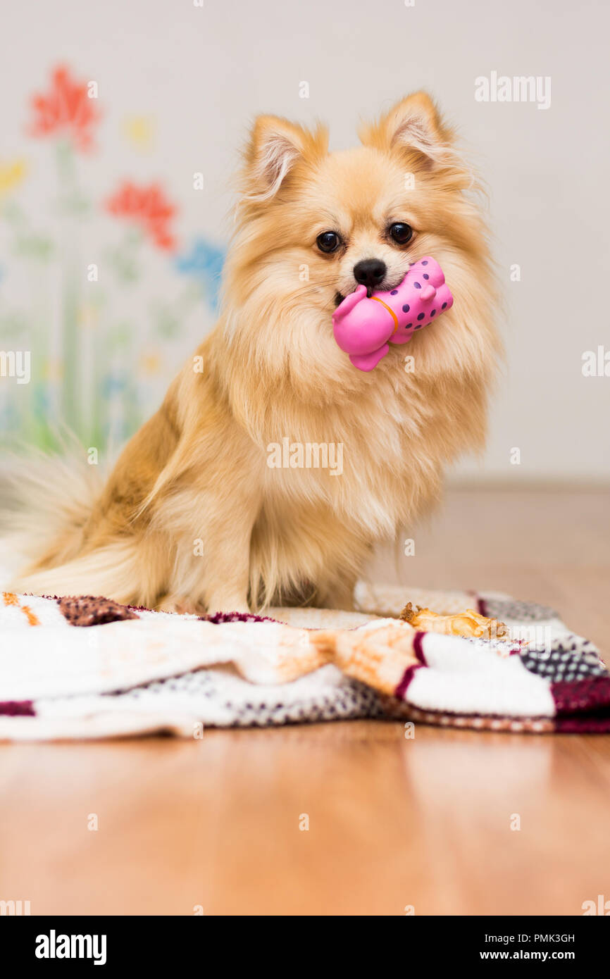 A dog of the German Spitz breed sits on a blanket with a toy in the ...
