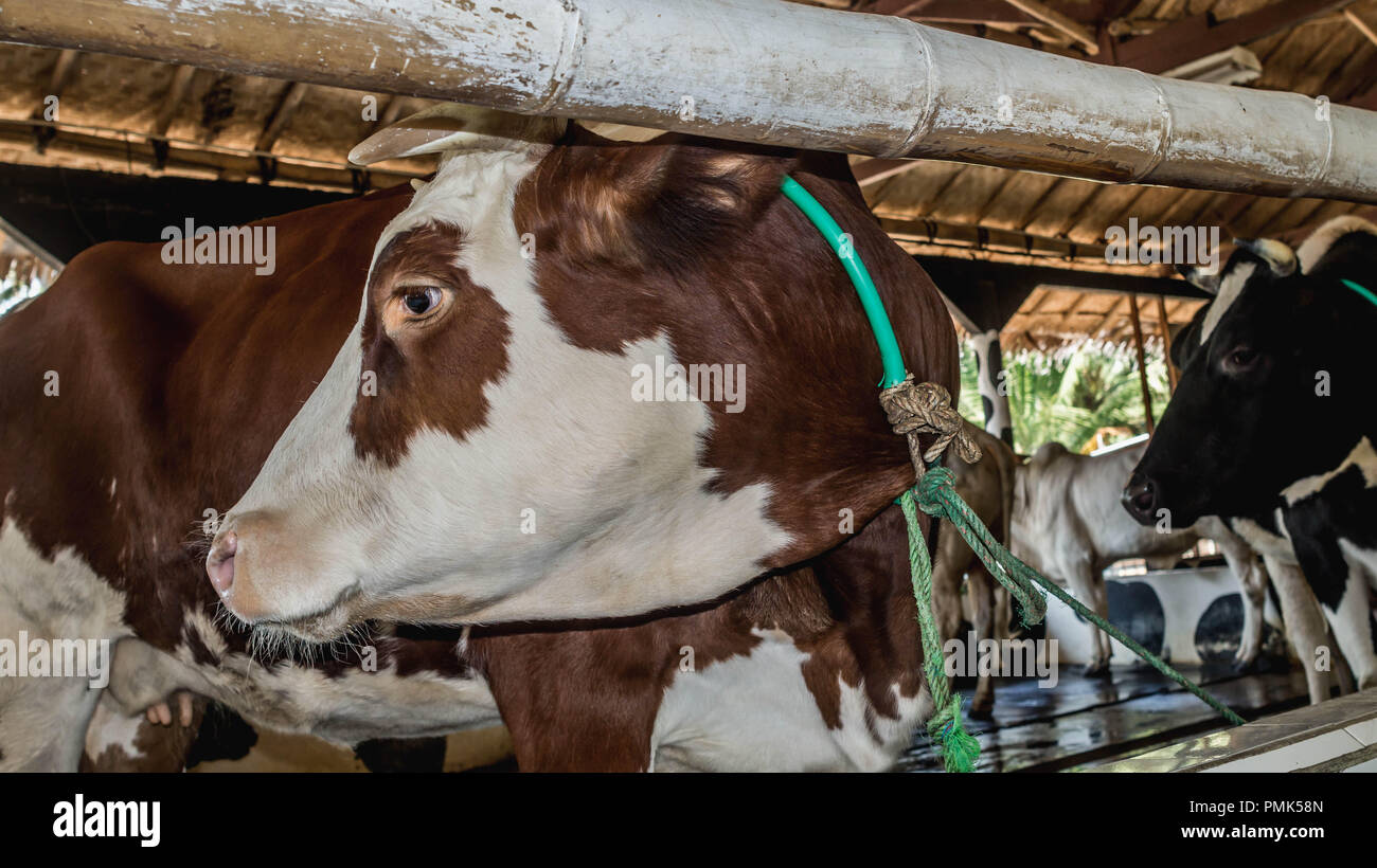 Cow in the ranch in Indonesia Stock Photo - Alamy