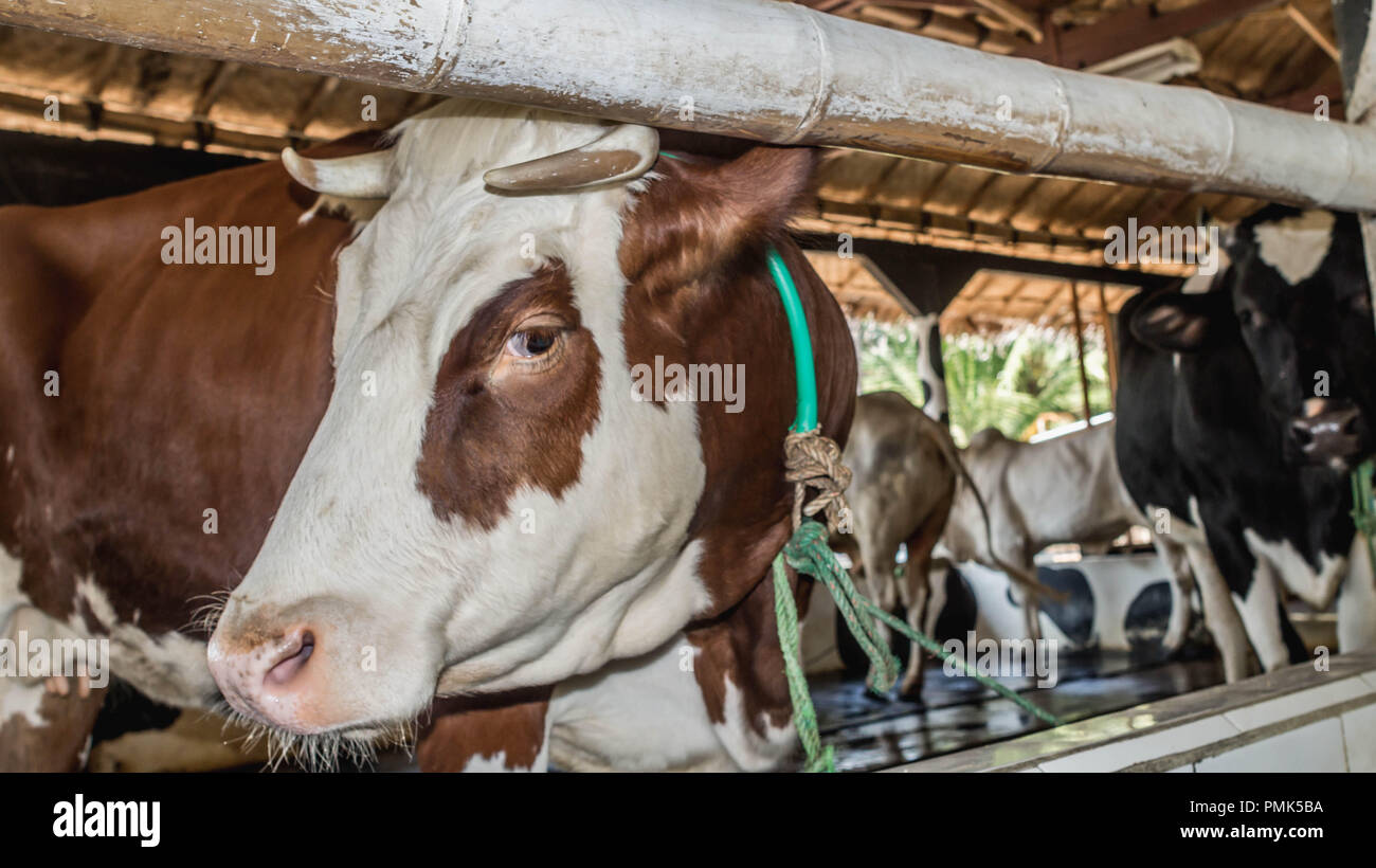 Cow in the ranch in Indonesia Stock Photo - Alamy