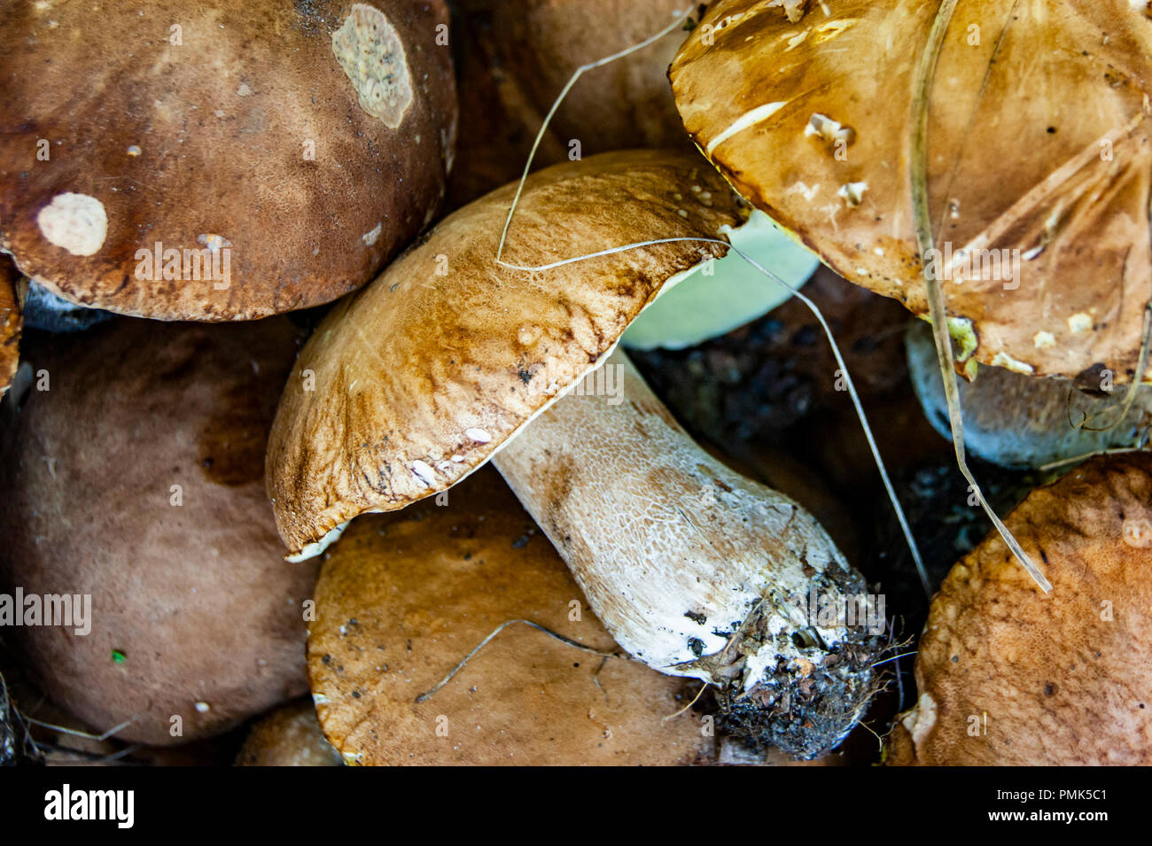 Heap fresh forest porcini hi-res stock photography and images - Alamy