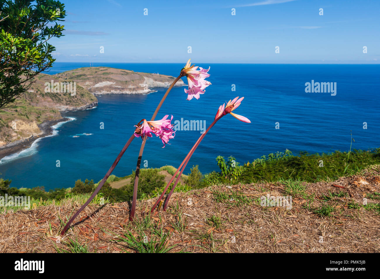 Azores flowers hi-res stock photography and images - Alamy