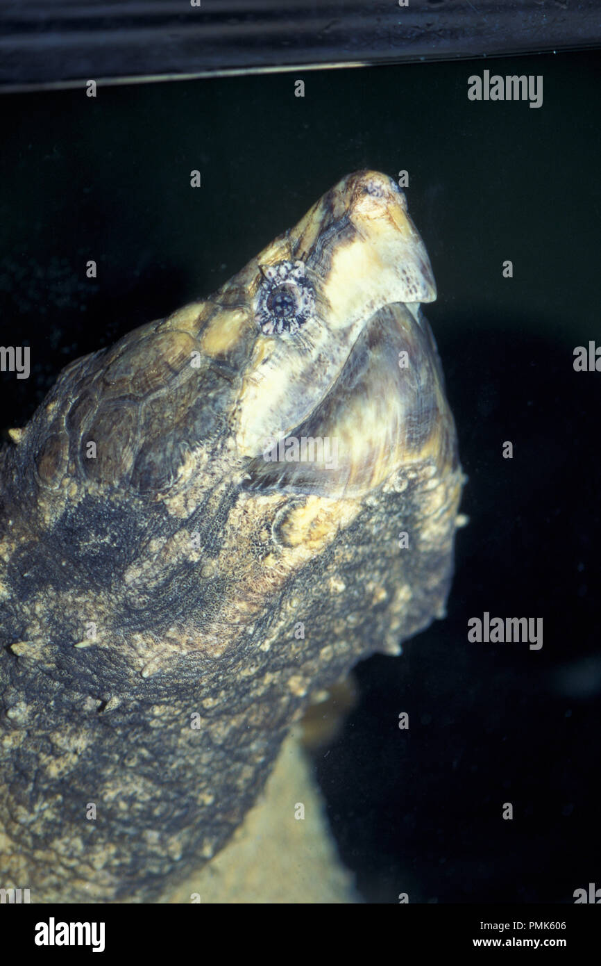 NOT 1083588 ALLIGATOR SNAPPING TURTLE Macrochelys temminckii Stock ...