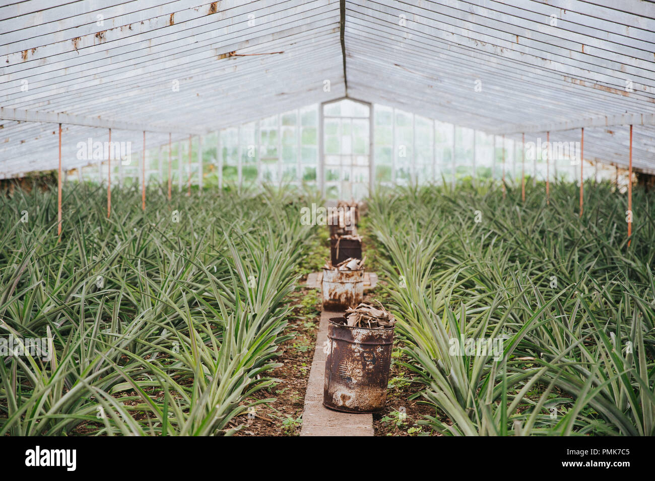 Smoke burners (pineapple stoves) used as part of the growing process ...