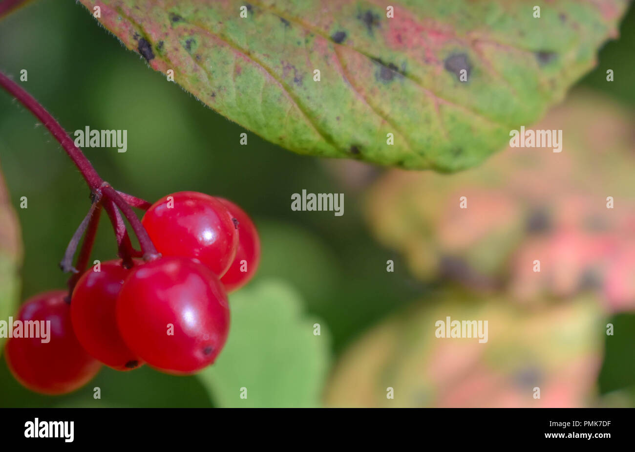 Highbush cranberry hi-res stock photography and images - Alamy