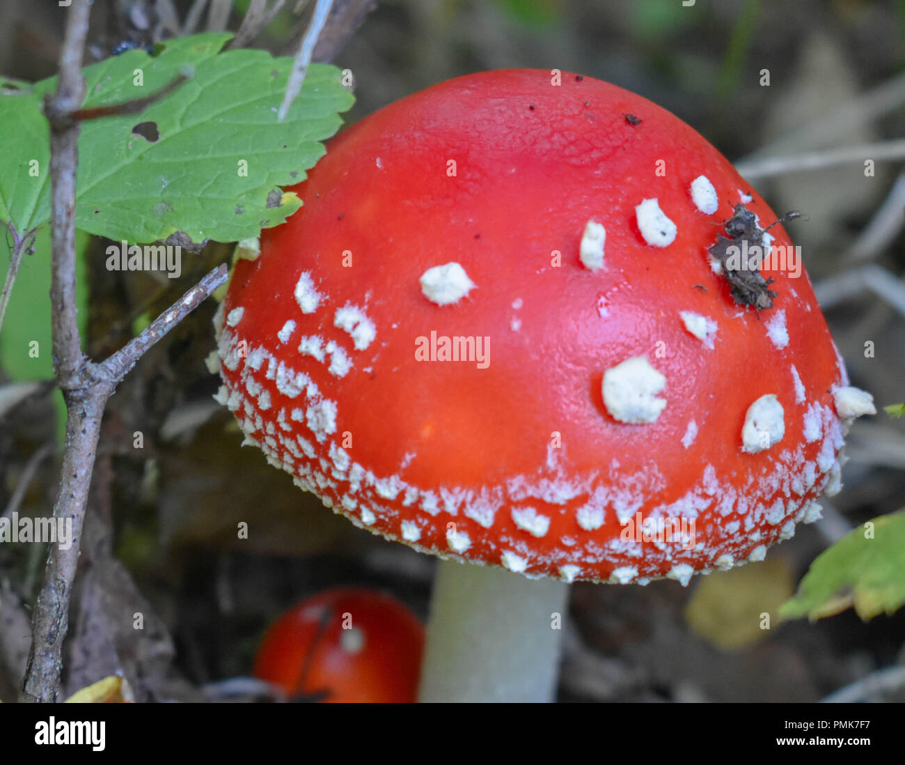 Mushroom genus hi-res stock photography and images - Alamy