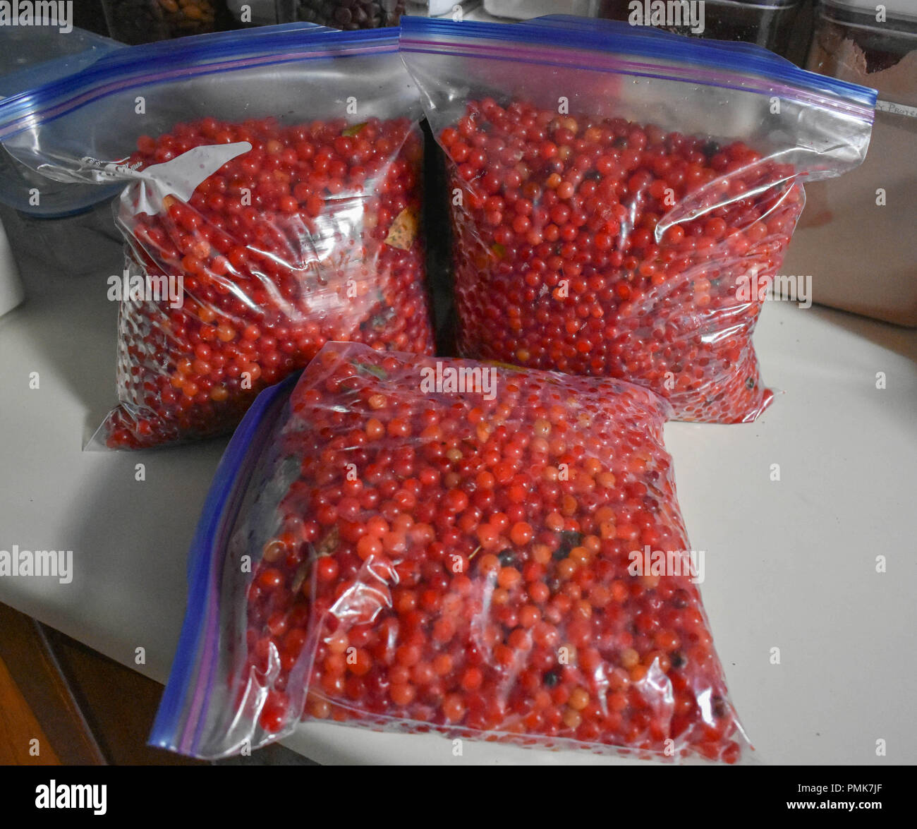 Berry berries wild alaska hi-res stock photography and images - Alamy