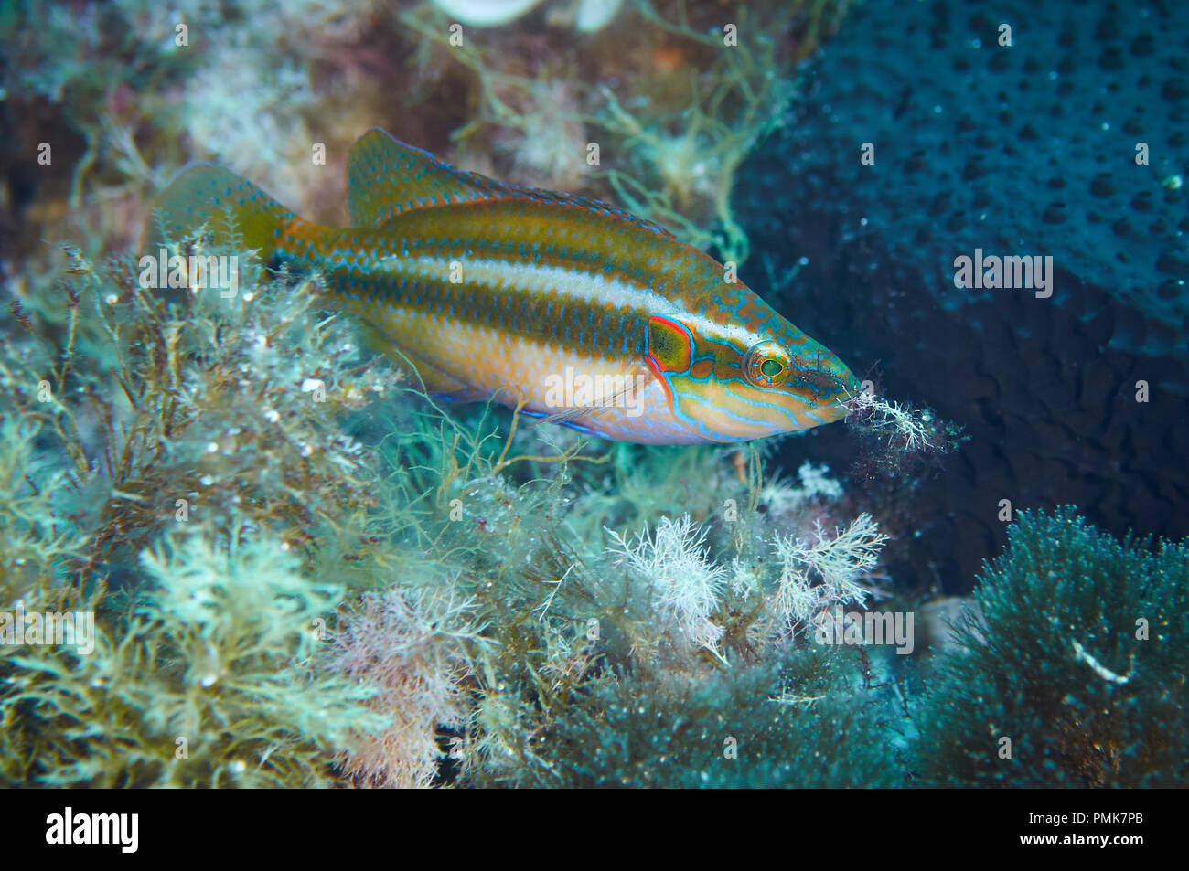 An ocellated wrasse (Symphodus ocellatus) male building an algae nest ...