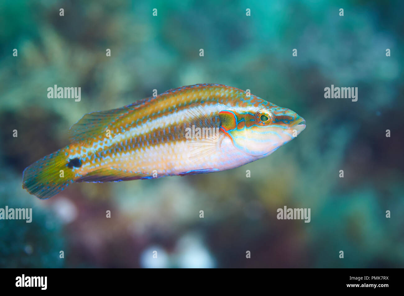 An ocellated wrasse (Symphodus ocellatus) male in nuptial livery in ...