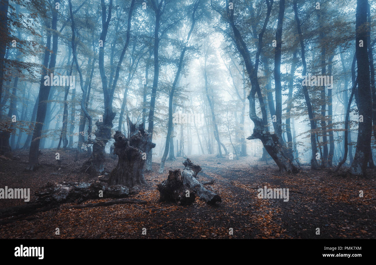 Mystical dark autumn forest with trail in blue fog. Landscape with ...