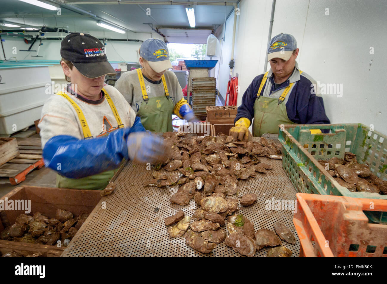 Fish grading hi-res stock photography and images - Alamy