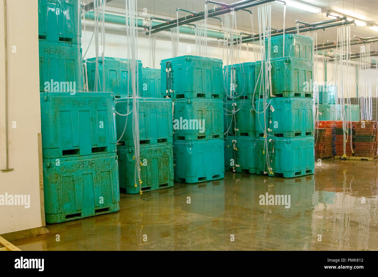 Women in fish processing plant hi-res stock photography and images - Alamy