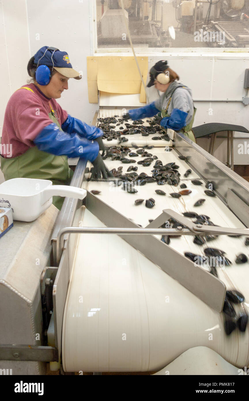 Women fish plant workers hi-res stock photography and images - Alamy