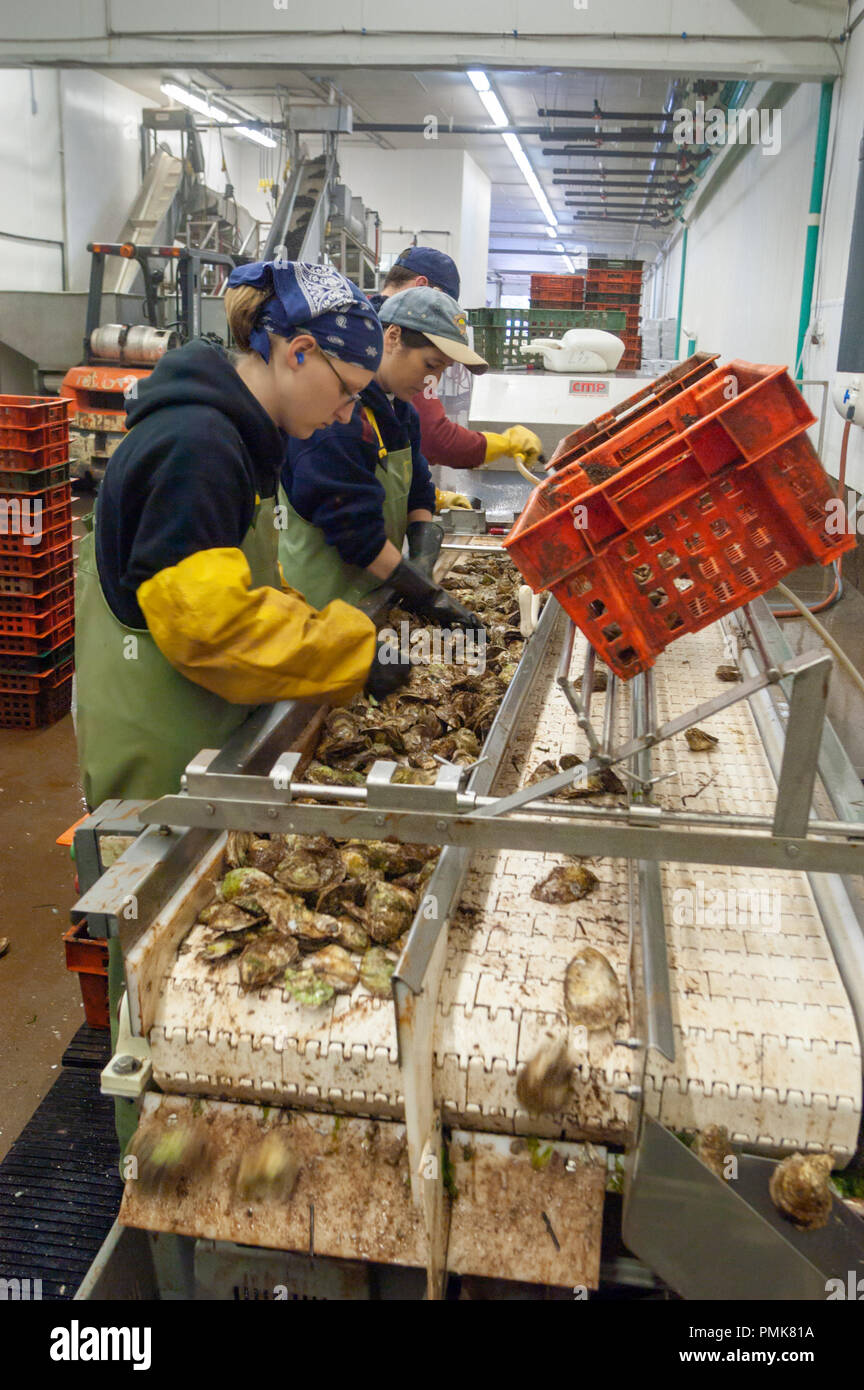 Fish processing plant canada hi-res stock photography and images - Alamy