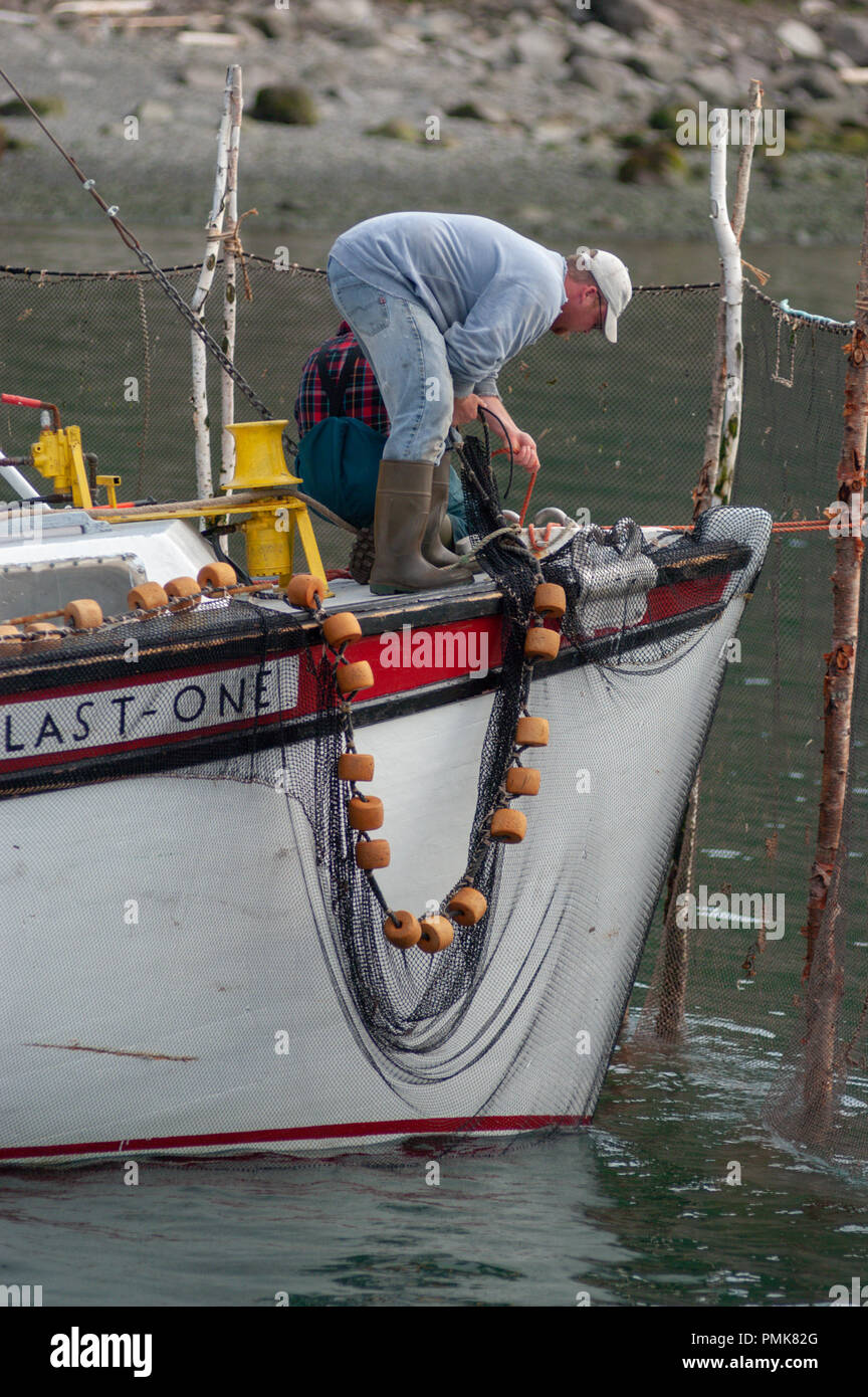Work boat in a herring weir, Grand Manan Island, Bay of Fundy, New ...