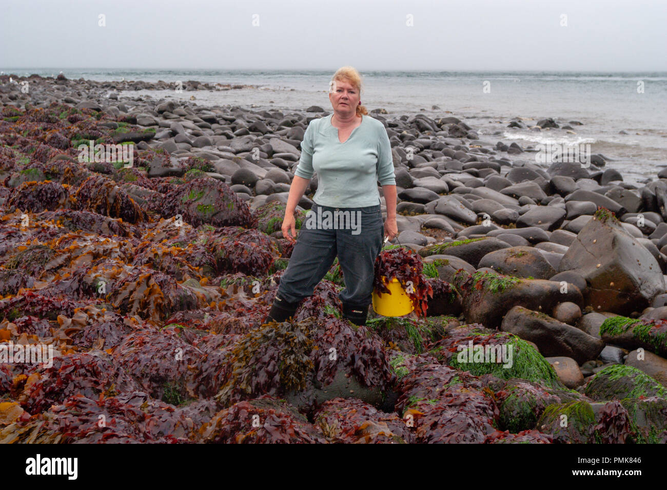A dulse picker stands in a patch at low tide, Grand Manan Island, Bay ...