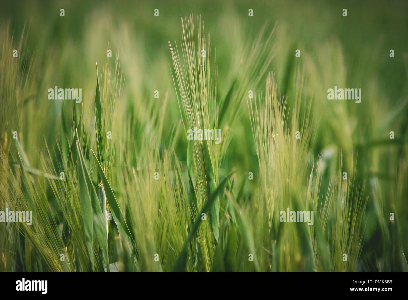 Plant field agriculture hi-res stock photography and images - Alamy