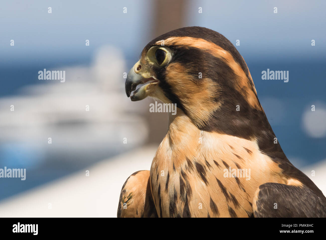 Peruvian falcon an aplomado, a closeup, head shot of a bird of prey, a ...