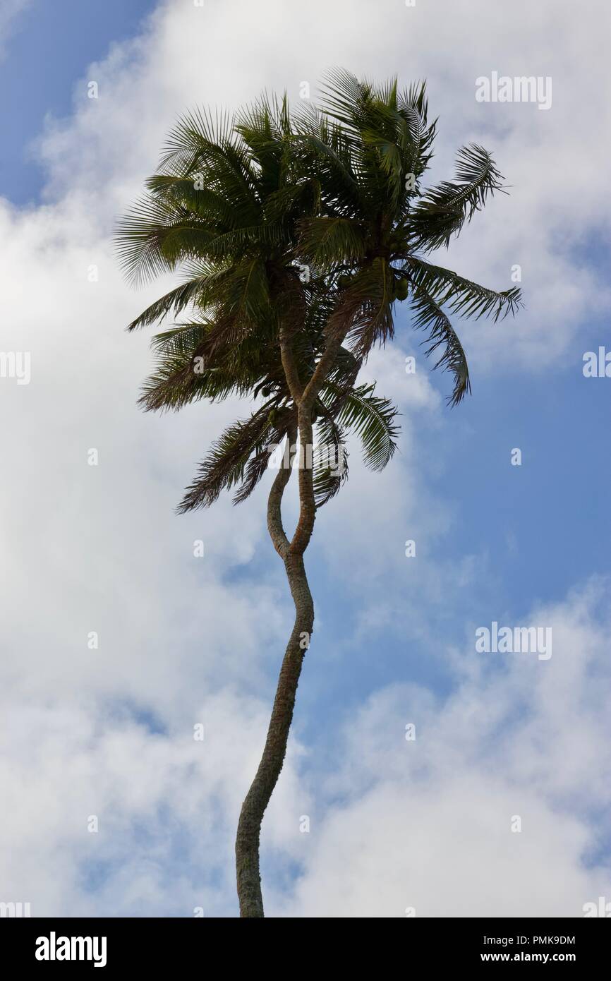 Three headed coconut tree hi-res stock photography and images - Alamy