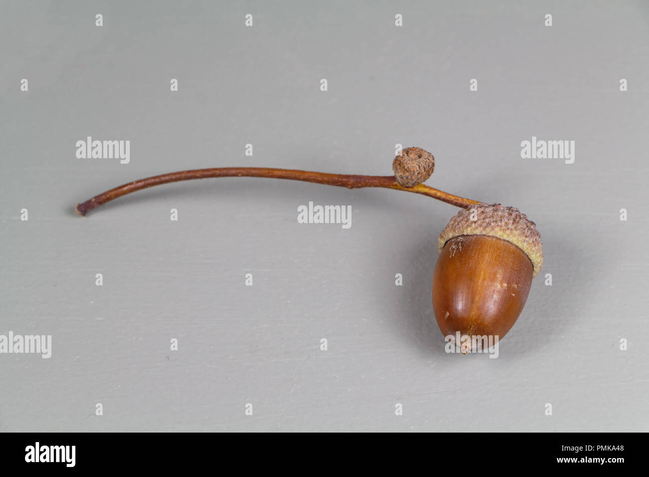 Acorn cupule hi-res stock photography and images - Alamy