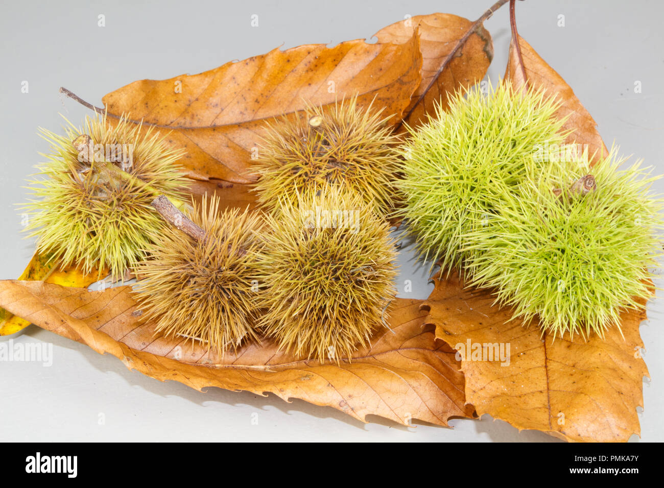 Husks and dead leaves after harvest in a forest during autumn Stock ...