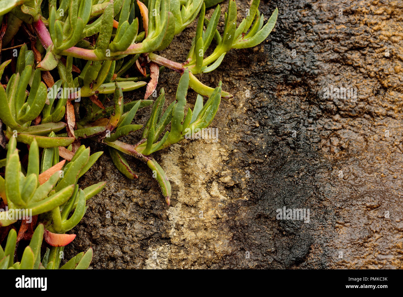 Wet sandstone hi-res stock photography and images - Alamy
