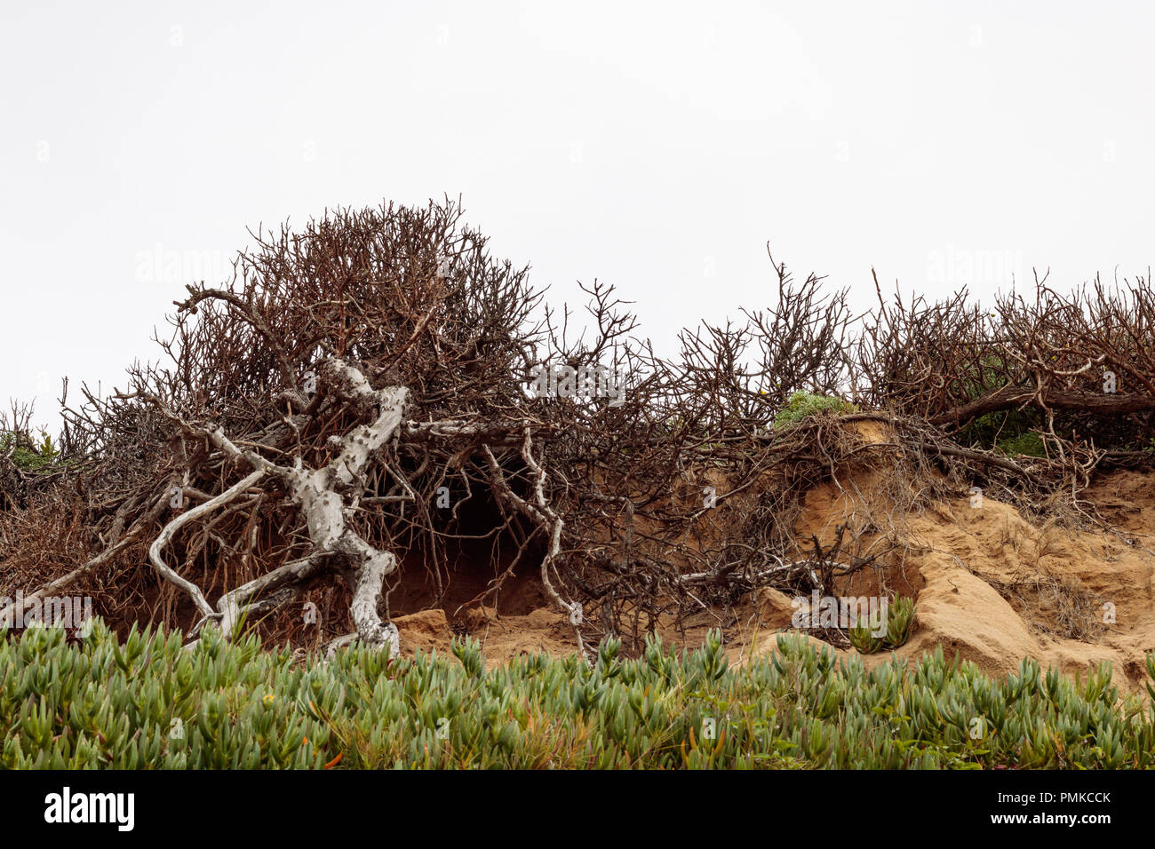 Old bare tree with branches climbing up rocky rough sandstone hillside ...