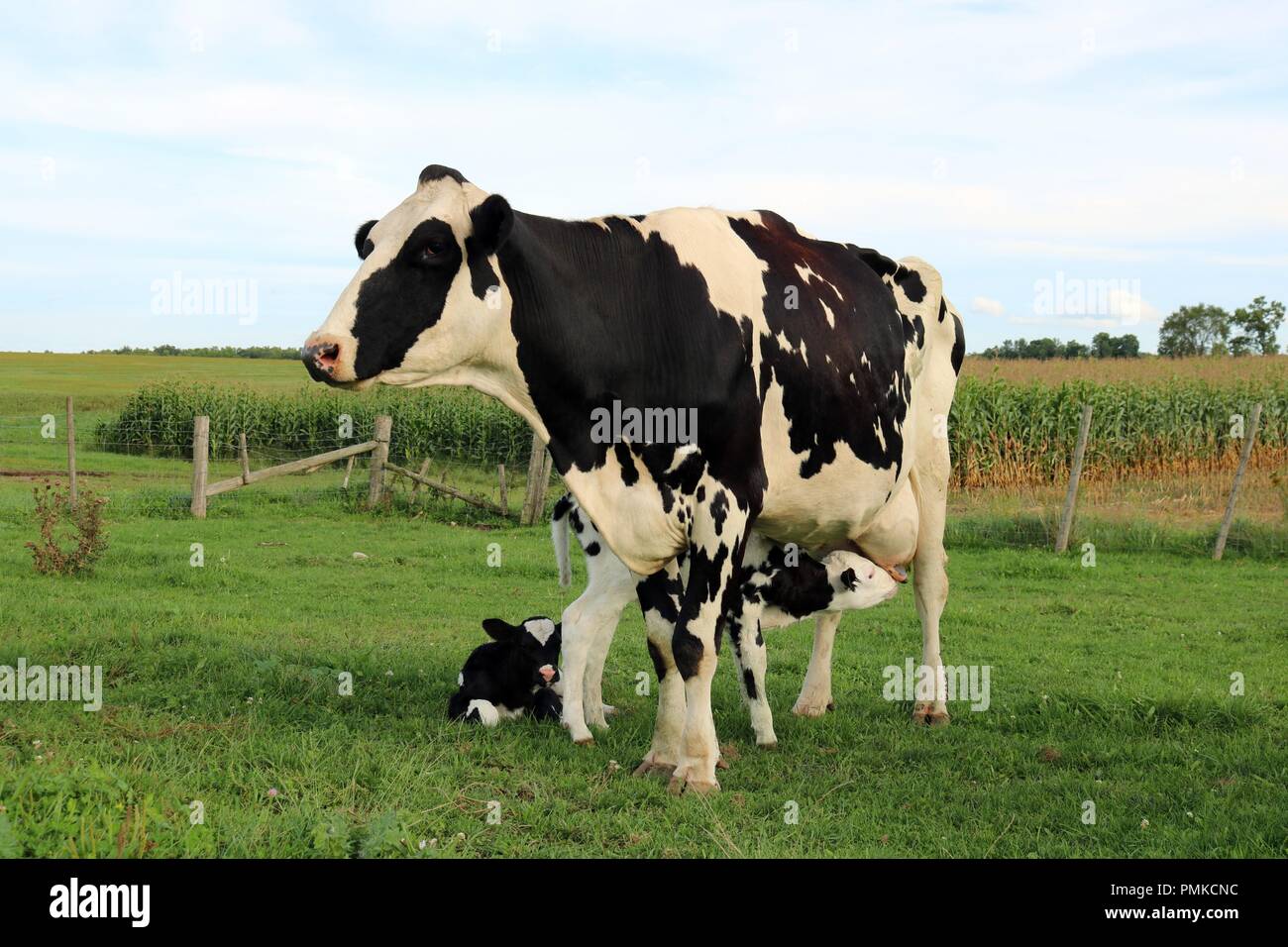 Cow And Twins High Resolution Stock Photography and Images - Alamy