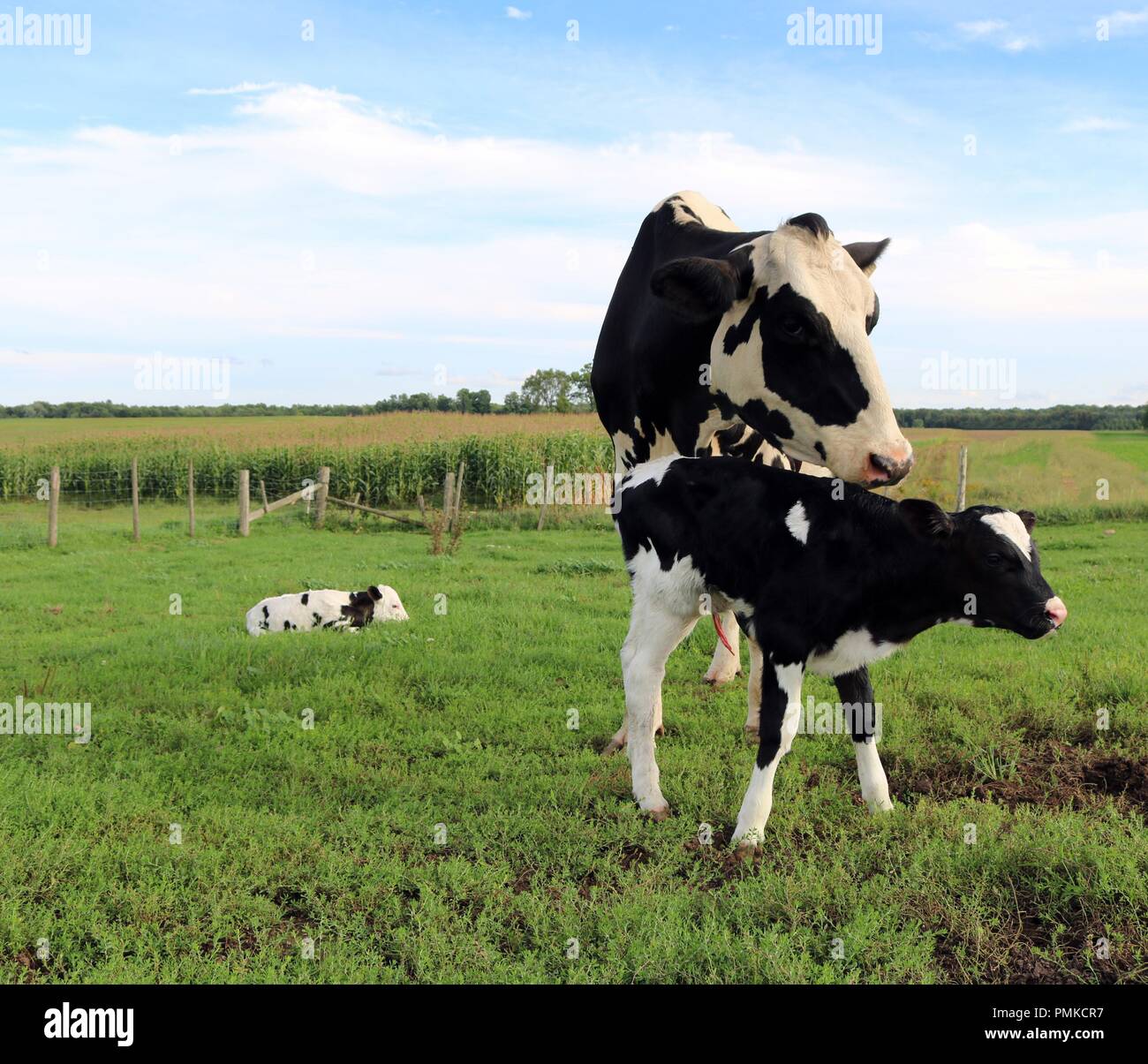 Cow And Twins High Resolution Stock Photography and Images - Alamy