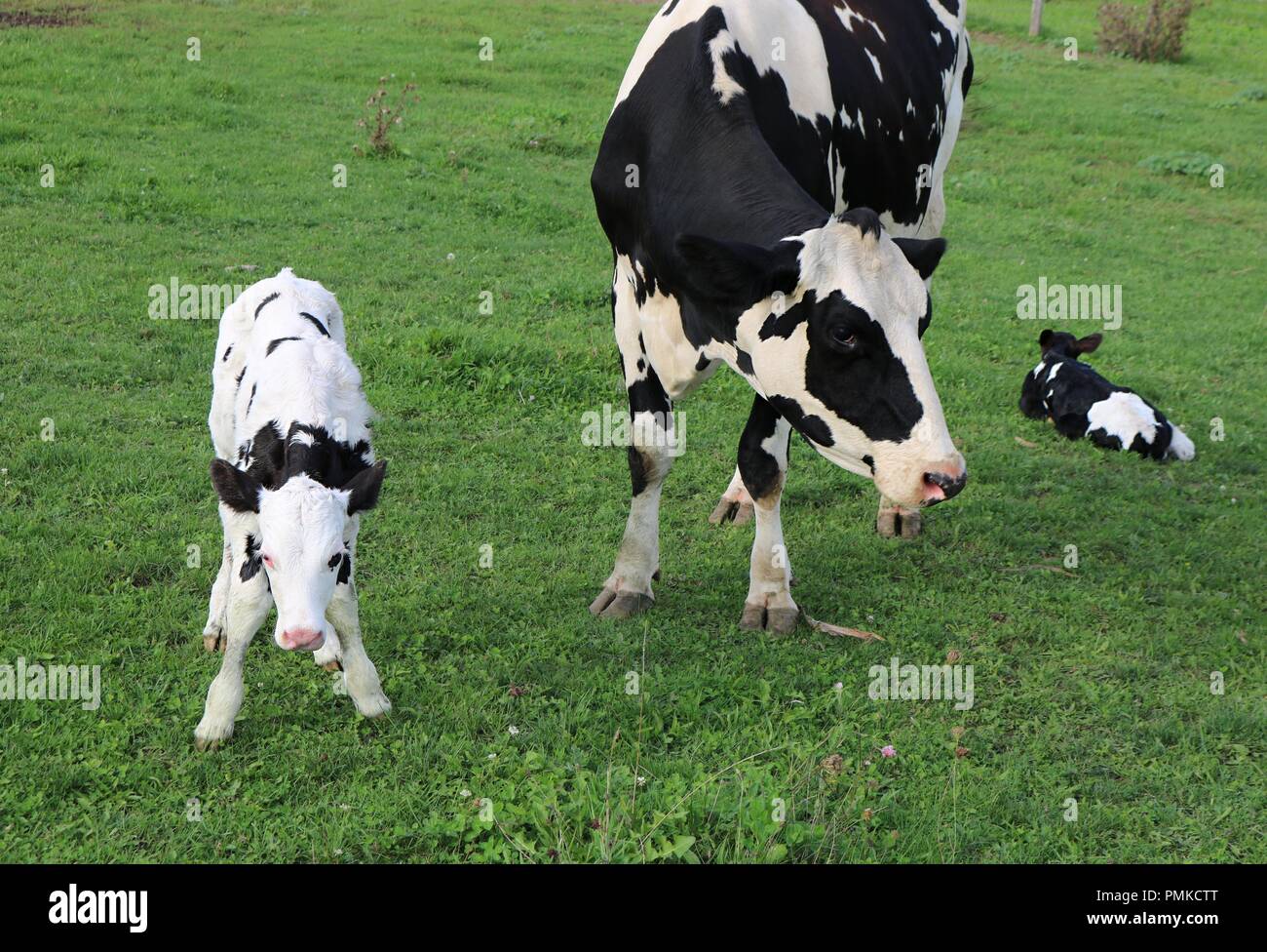 Cow And Twins High Resolution Stock Photography and Images - Alamy