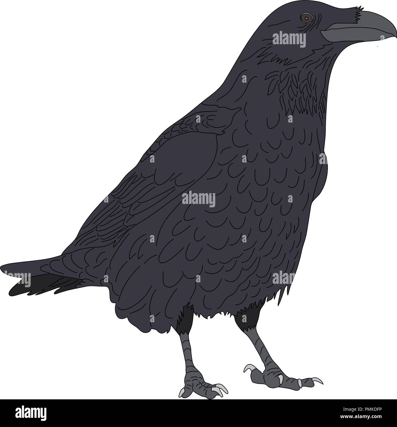 Digitally Handdrawn Illustration of a crow Stock Vector Image & Art - Alamy