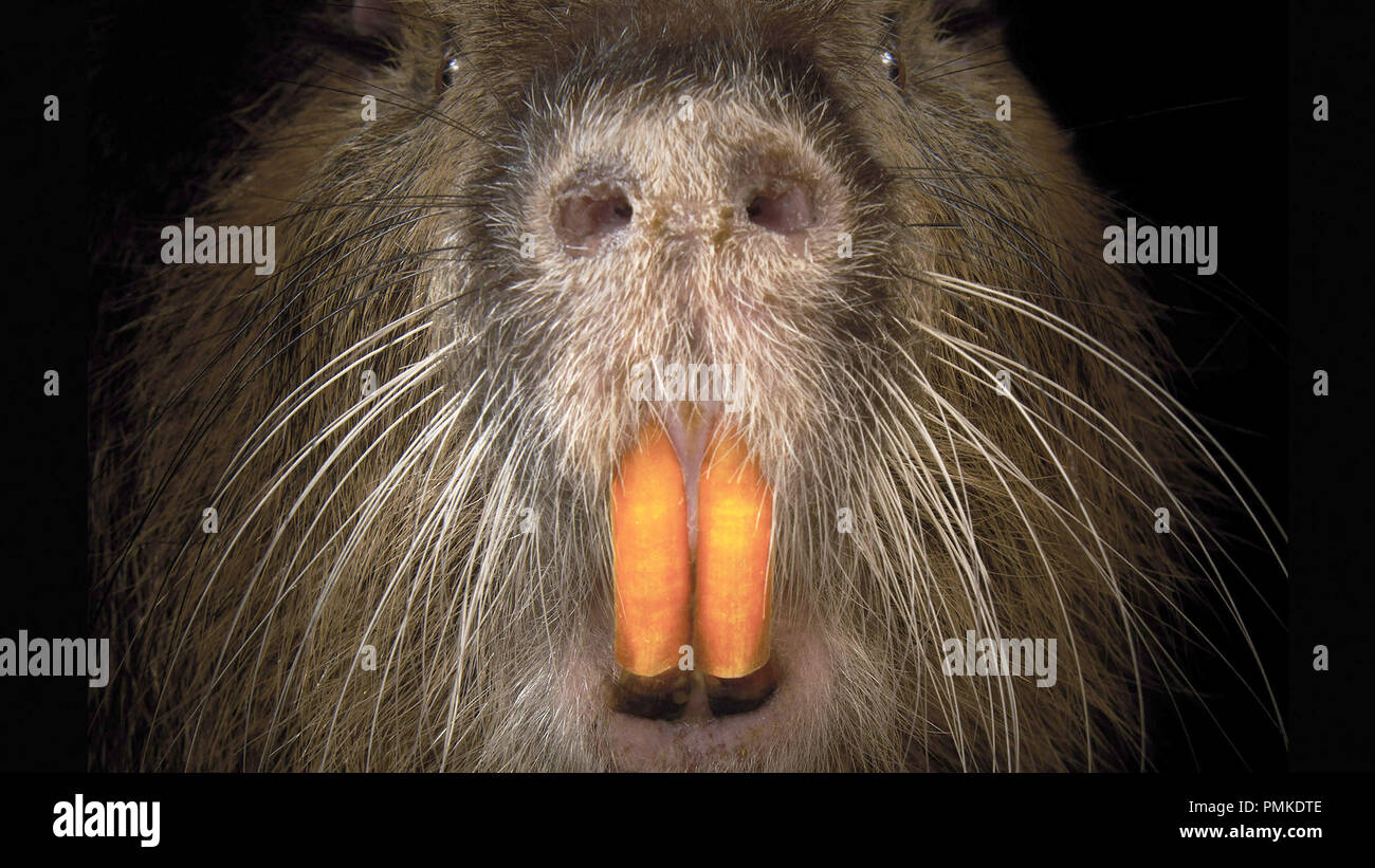 RODENTS OF UNUSUAL SIZE, 2017. © Tilapia /Courtesy Everett Collection ...