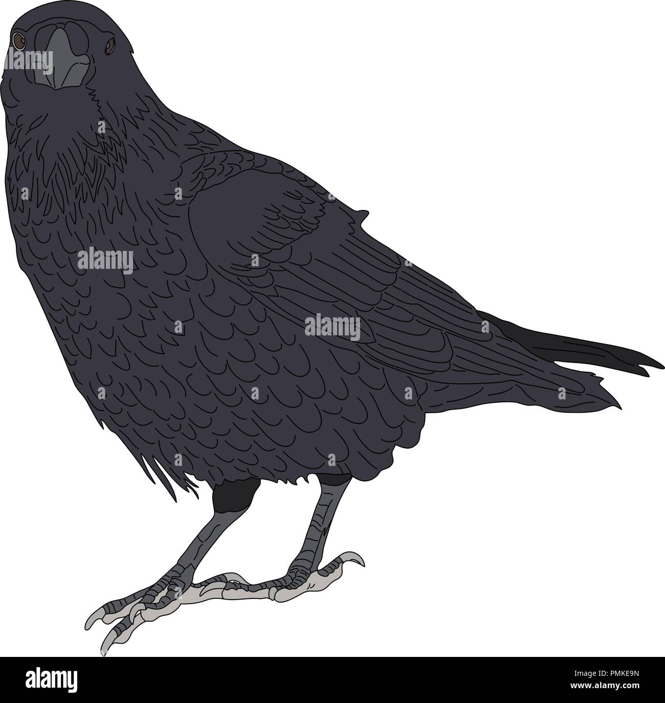 Digitally Handdrawn Illustration of a crow Stock Vector Image & Art - Alamy