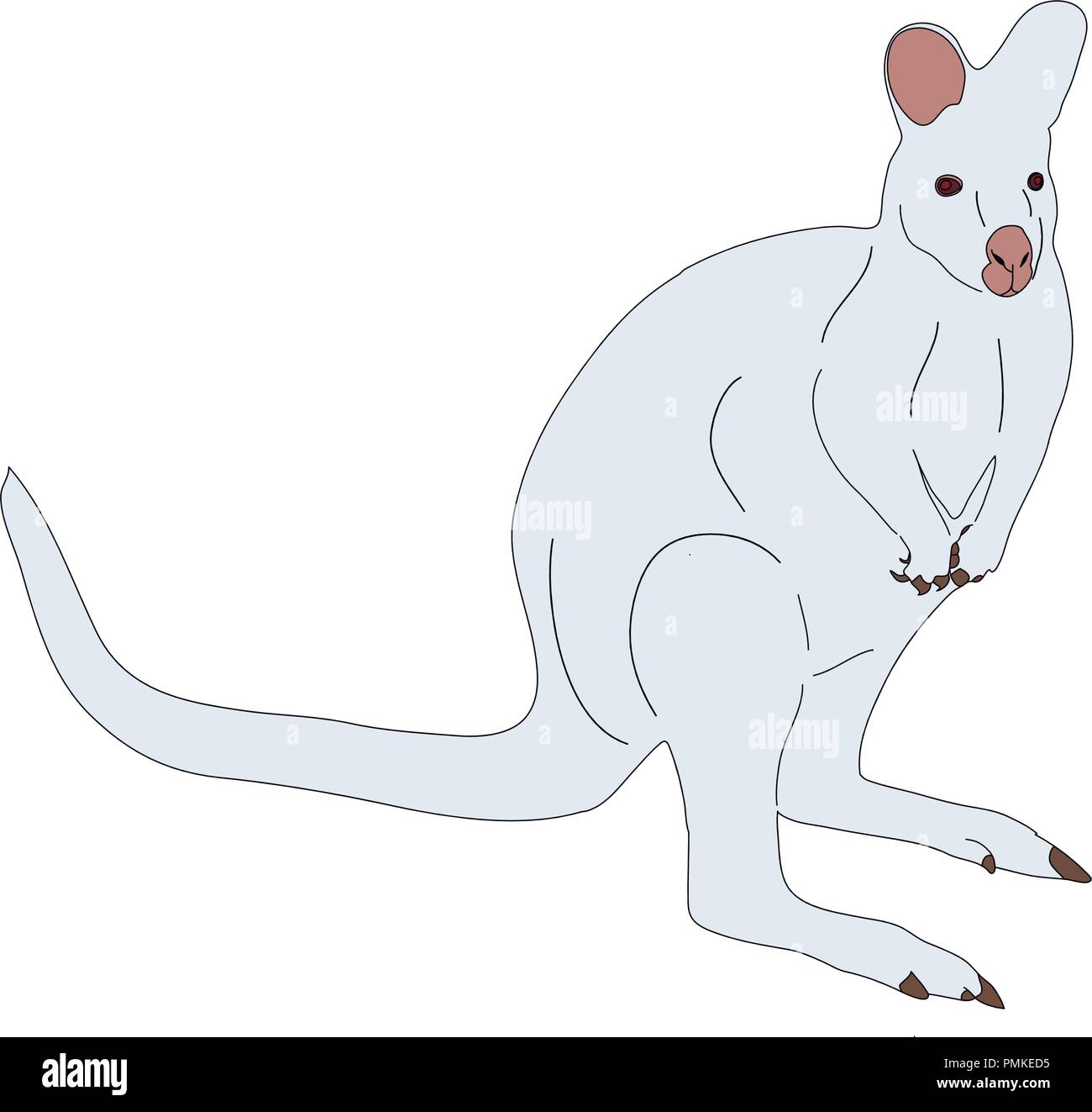 Digitally Handdrawn Illustration of a kangaroo Stock Vector Image & Art ...