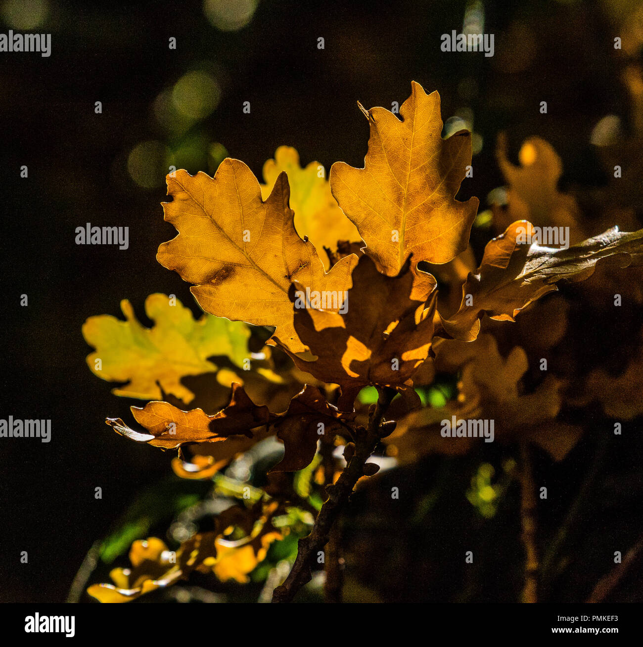 Backlit oak leaves in full autumn colour Stock Photo - Alamy