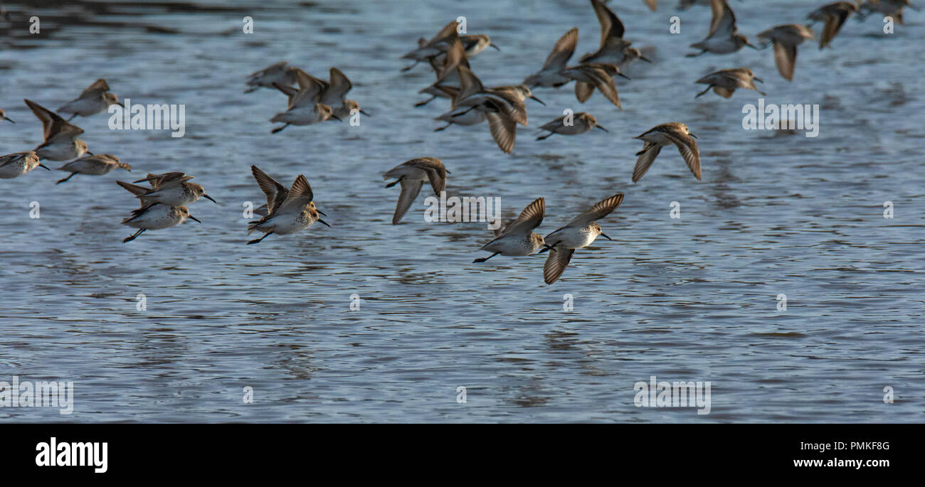 Skimming surface hi-res stock photography and images - Alamy