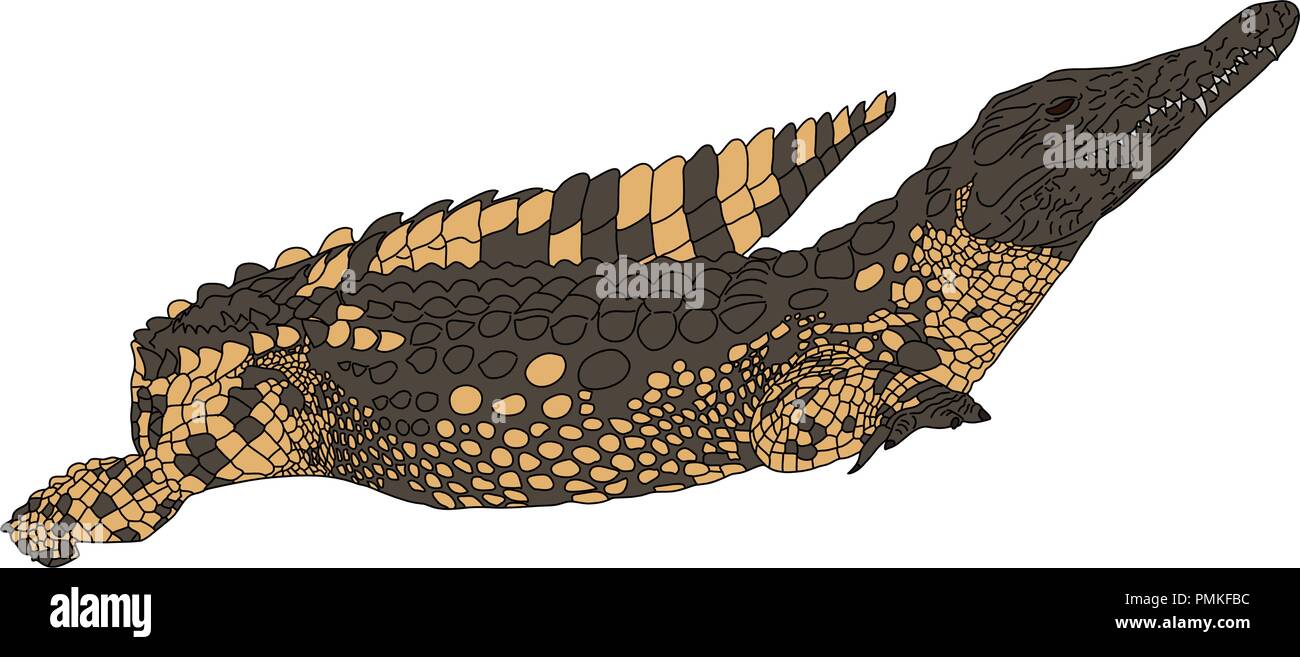 Digitally Handdrawn Illustration of a crocodile Stock Vector Image ...