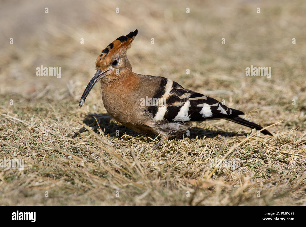 The african hoopoe hi-res stock photography and images - Alamy