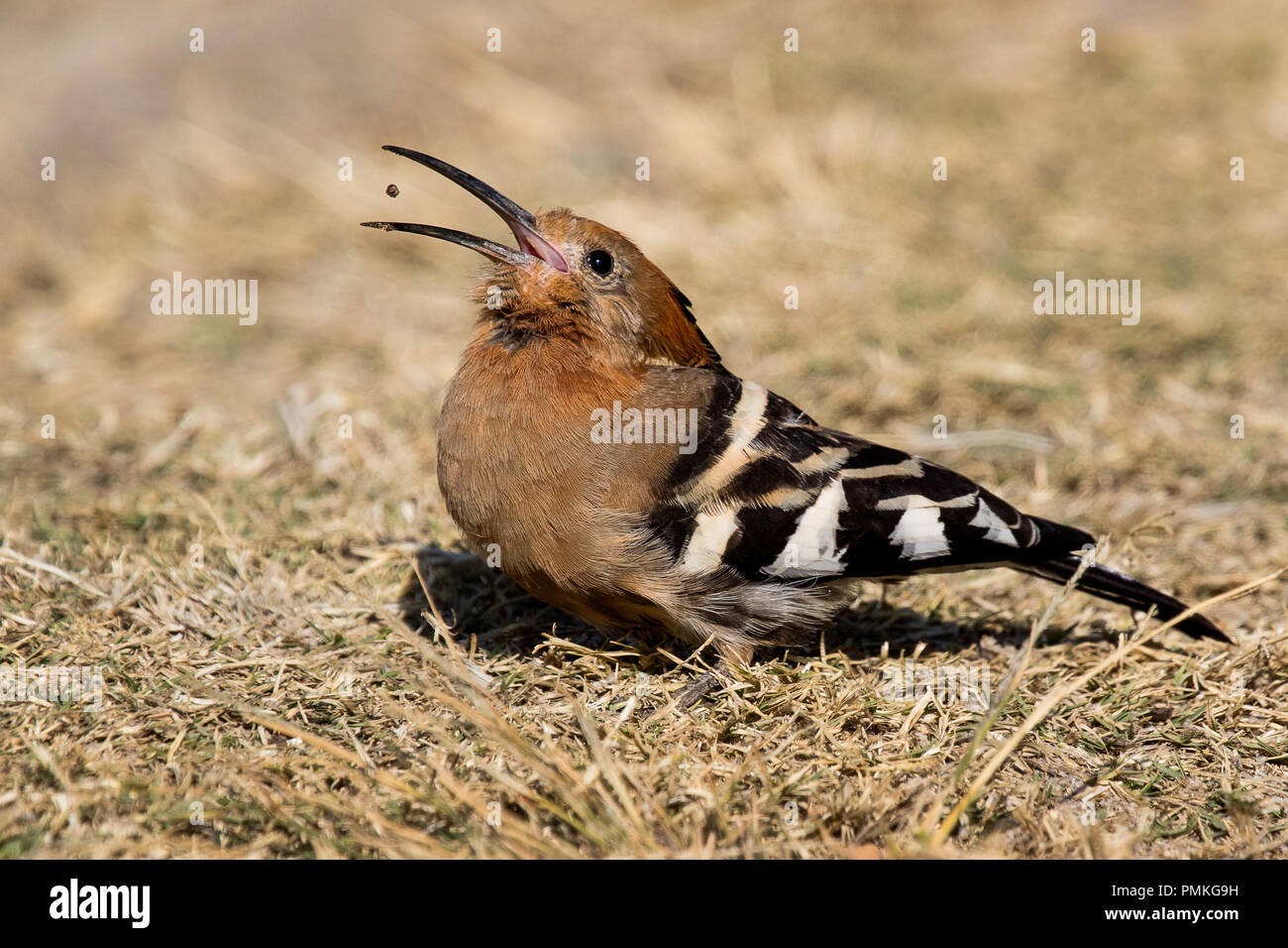 Hoopoe africa hi-res stock photography and images - Alamy