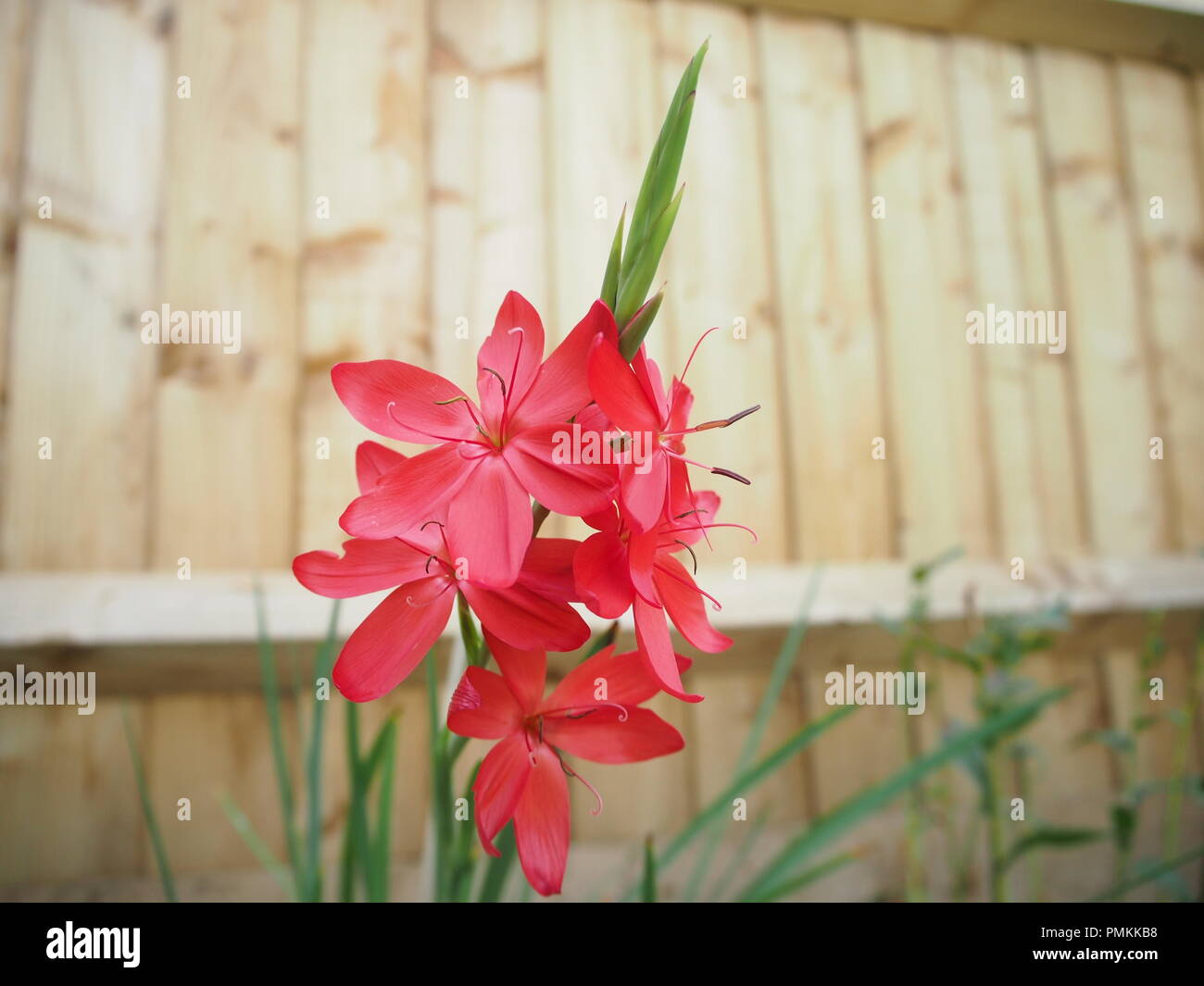 Hesperantha coccinea hi-res stock photography and images - Alamy