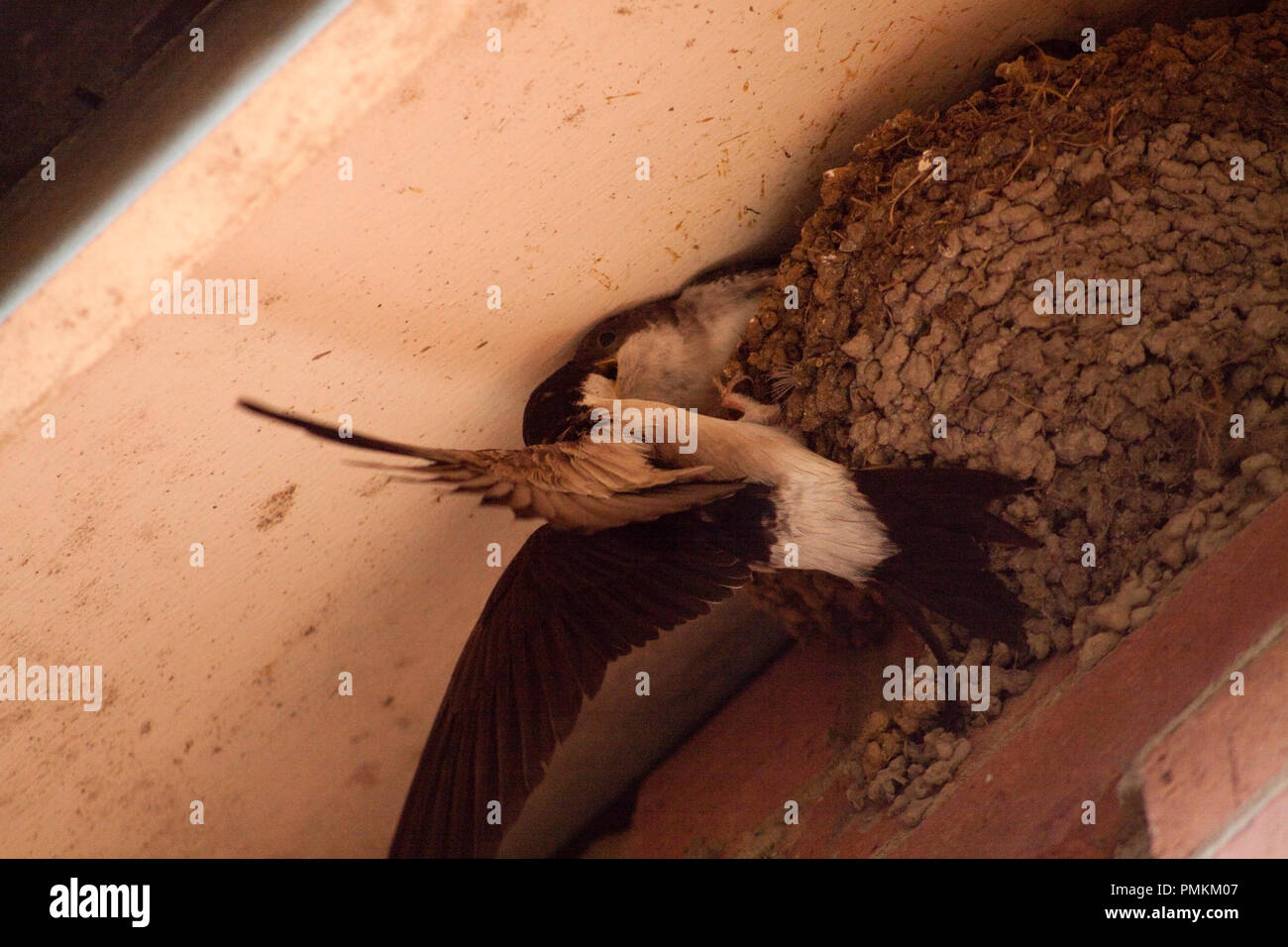 Baby house martin hi-res stock photography and images - Alamy