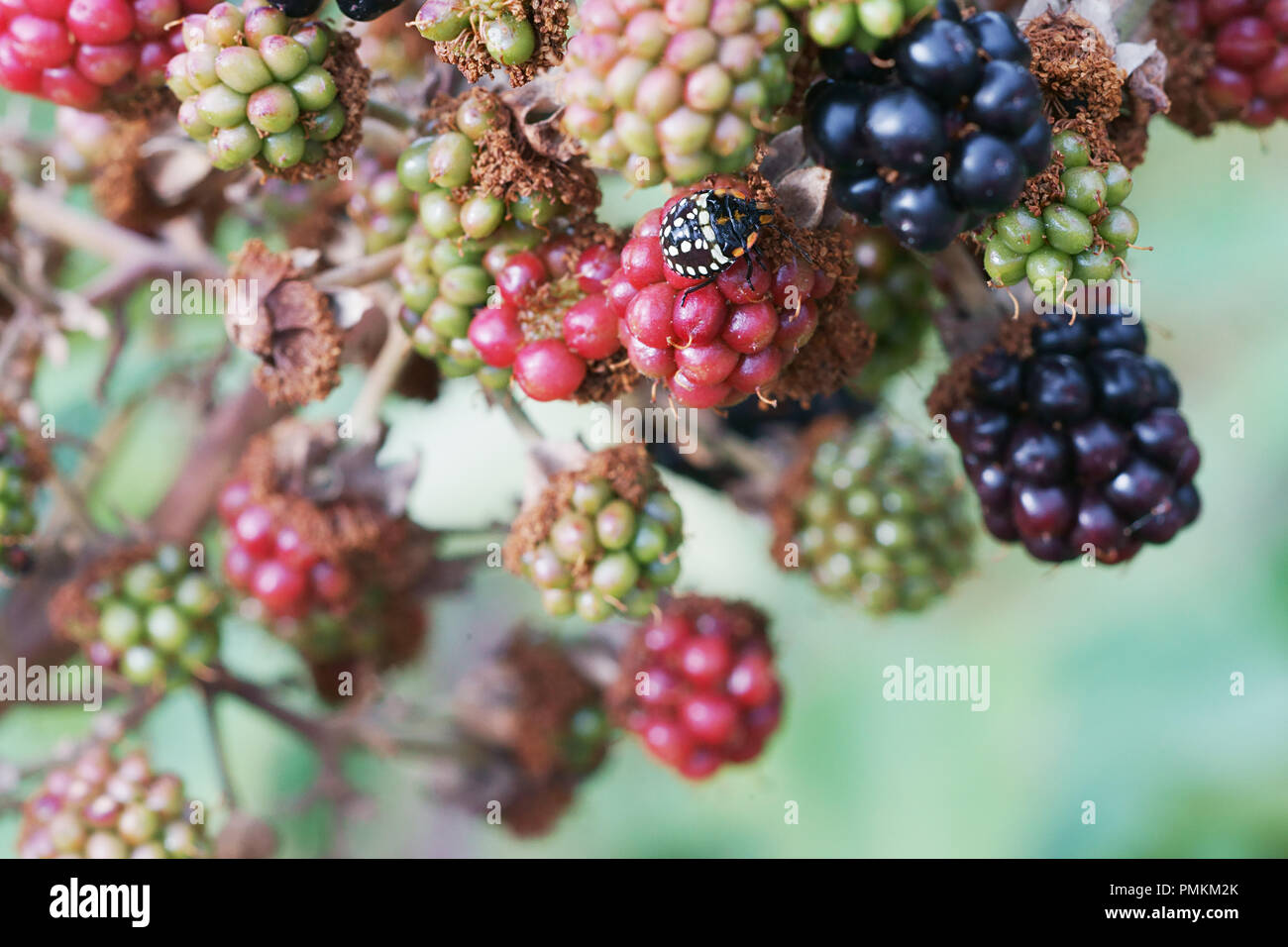 Blackberry fruit - rubus ulmifolius variety whitout thorns whit Green ...