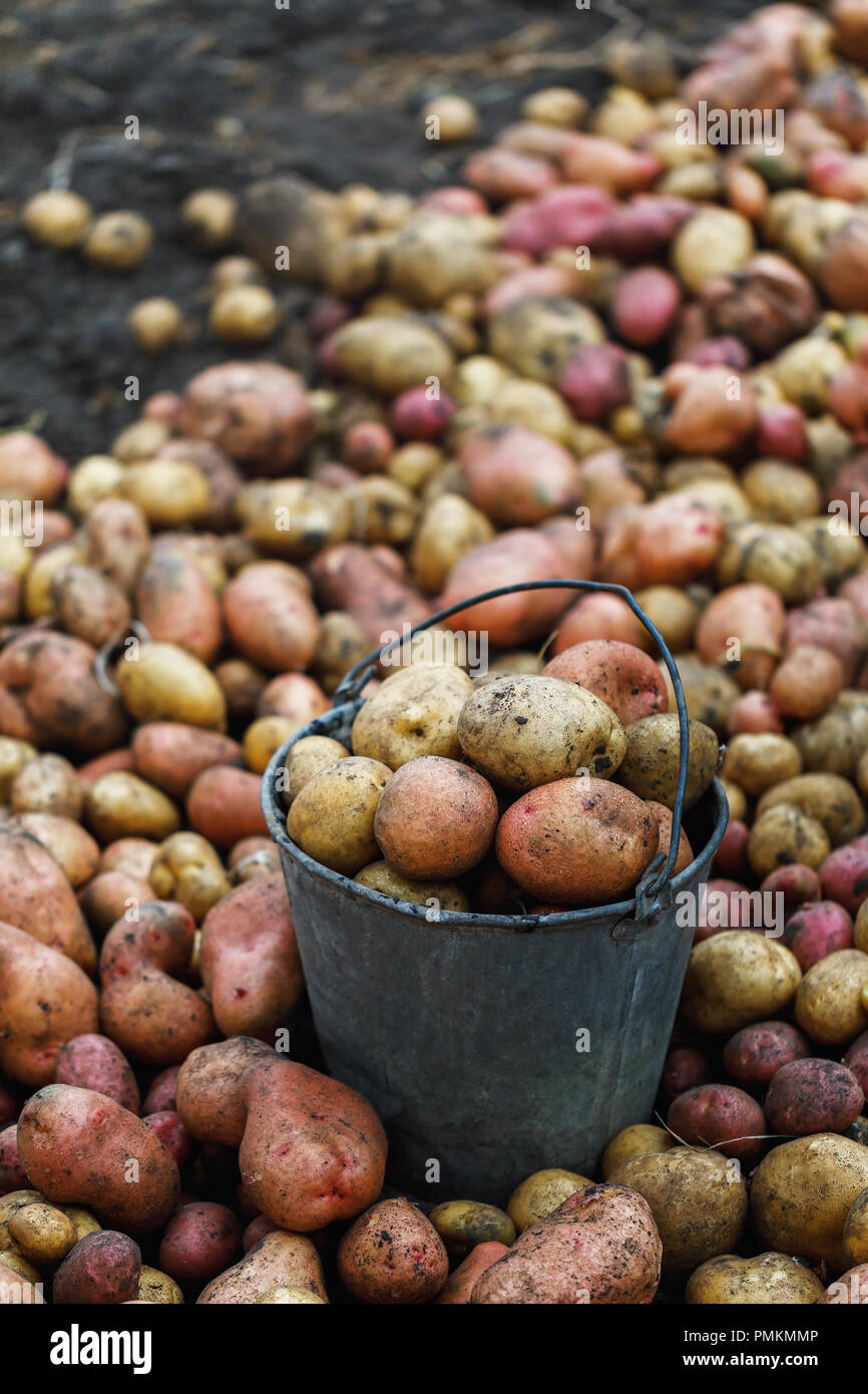 Bucket of potatoes hi-res stock photography and images - Alamy