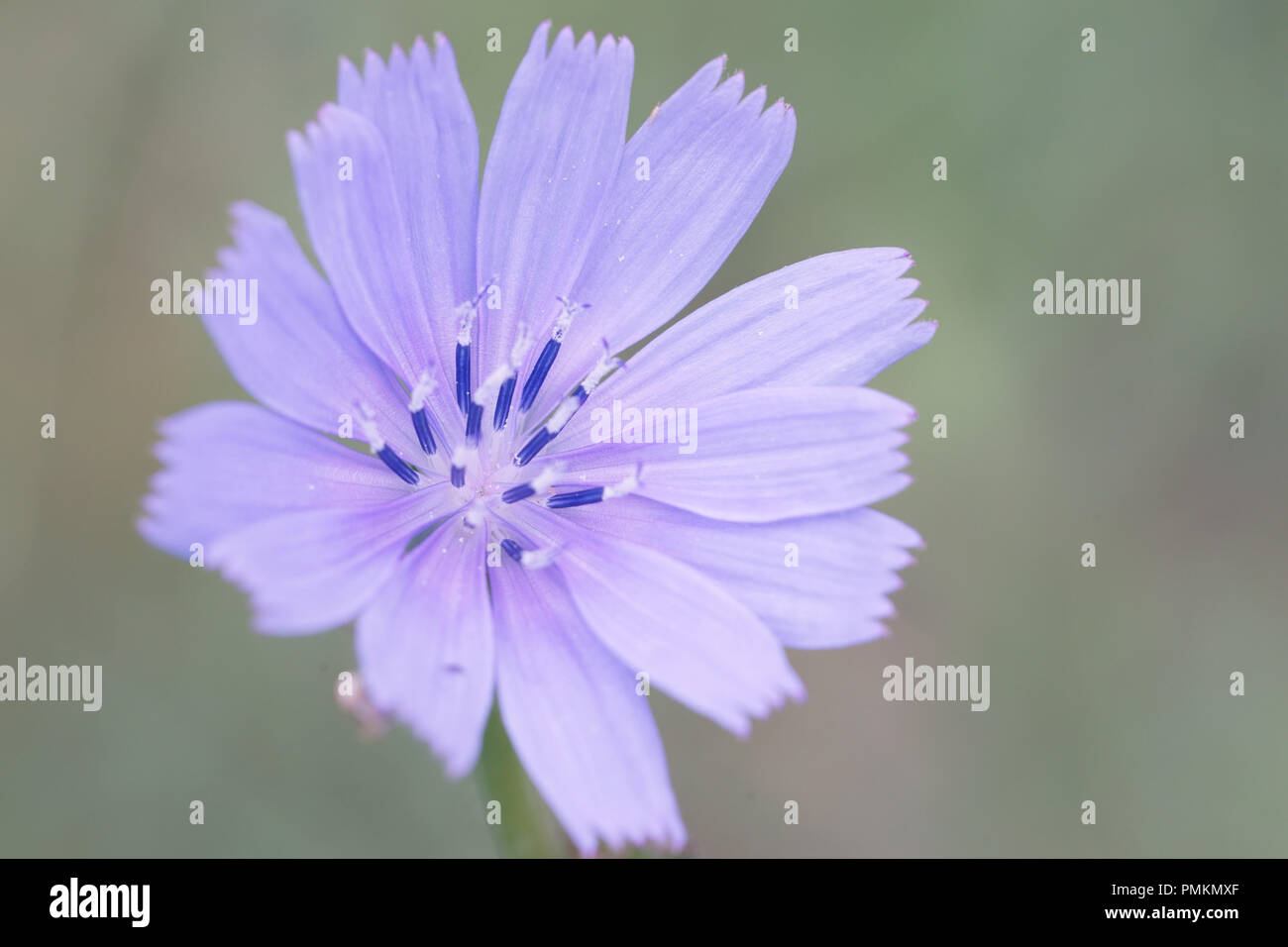 Cichorium intybus - chicory flower Stock Photo - Alamy