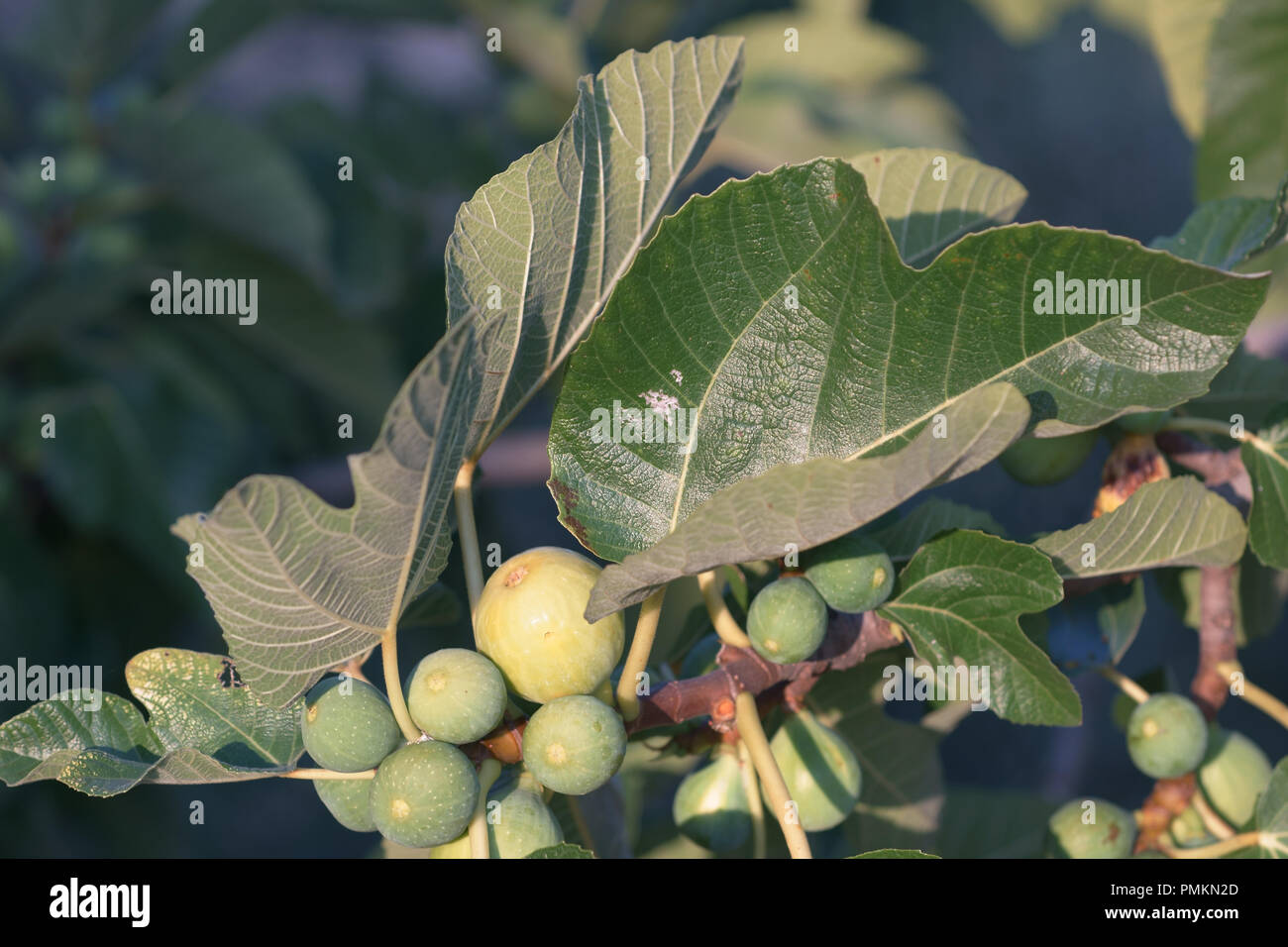 Ficus carica fig italy hi-res stock photography and images - Alamy