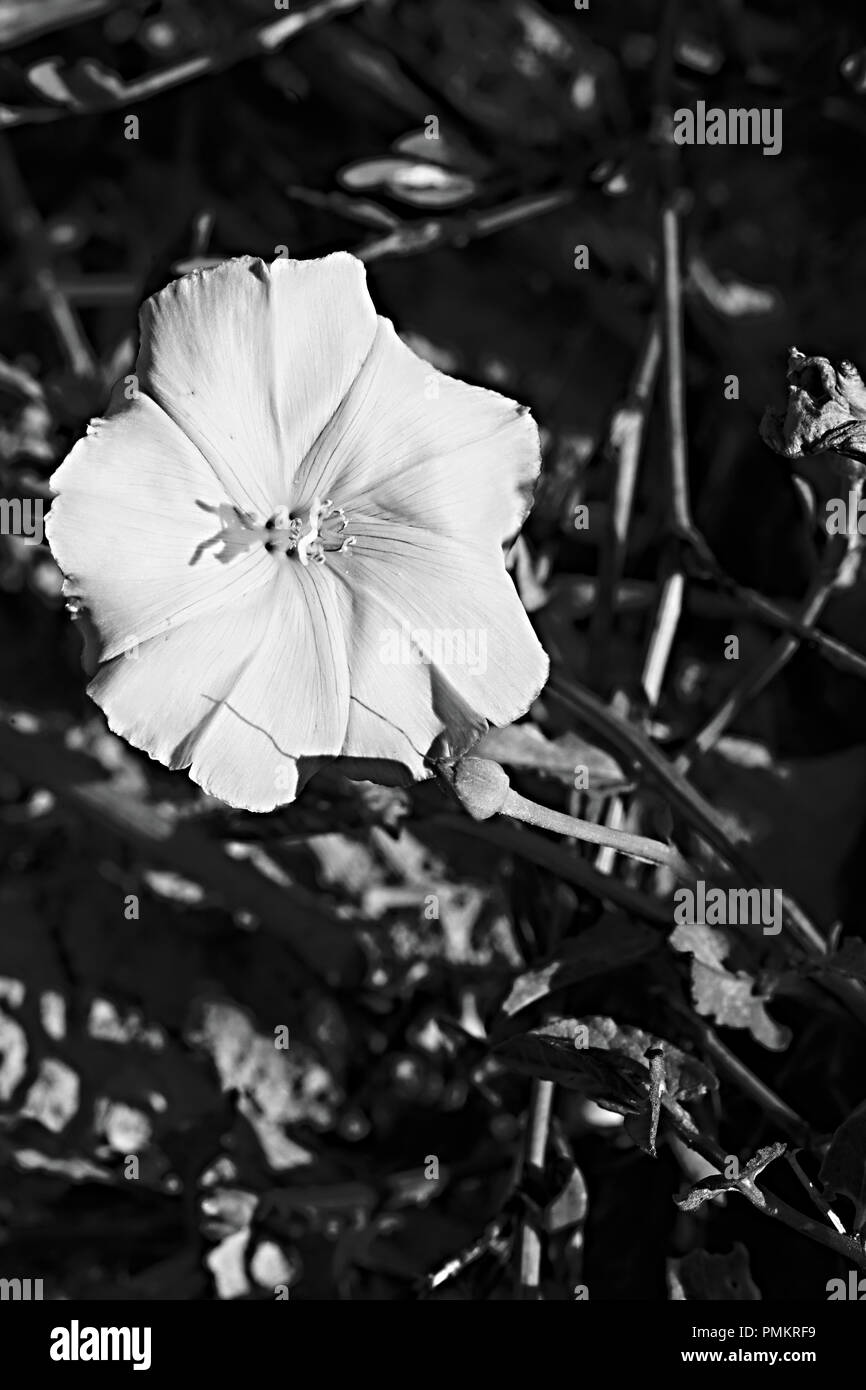 Closeup wild flower Black and White Stock Photos & Images - Alamy