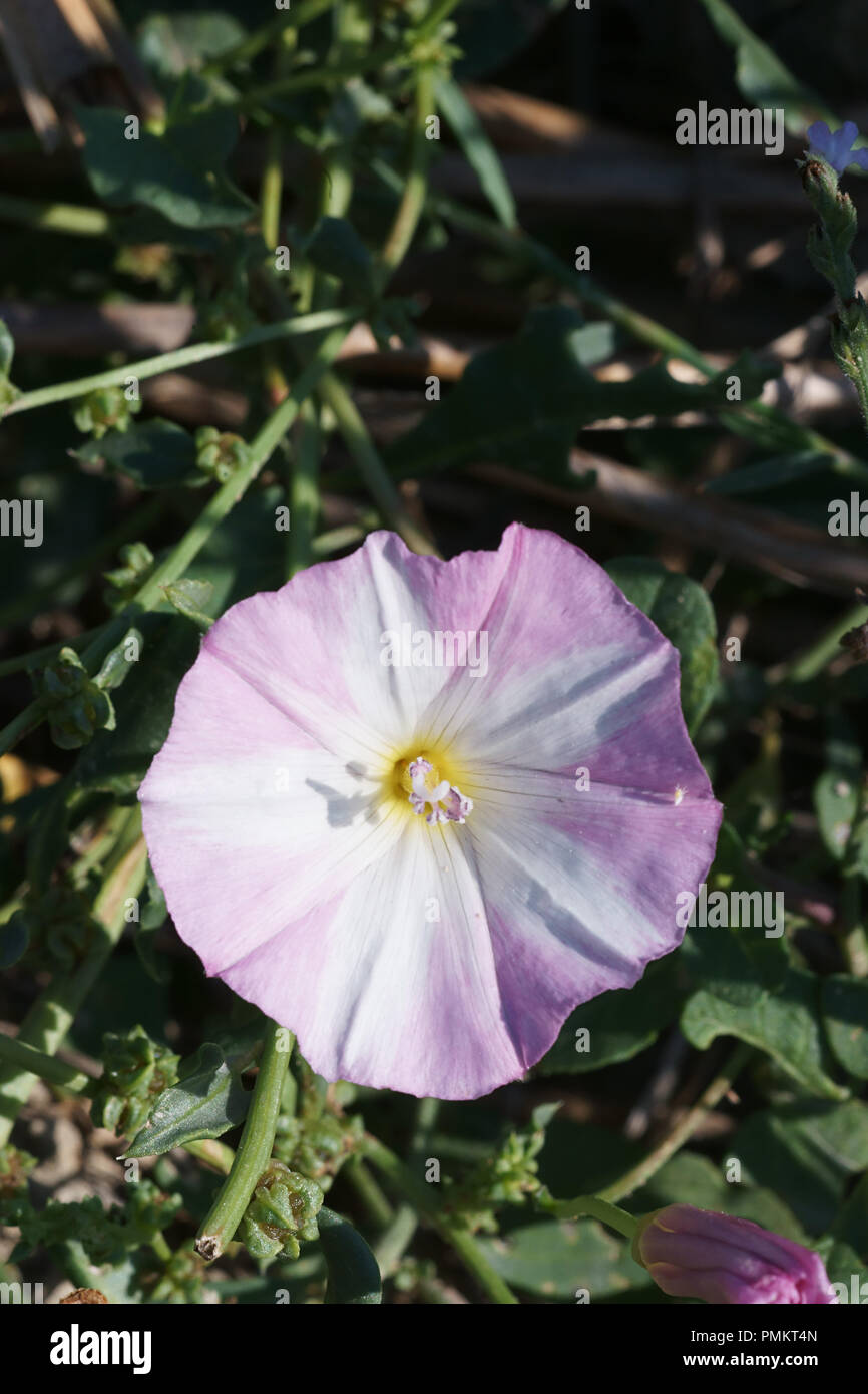 Ipomea milky way hi-res stock photography and images - Alamy