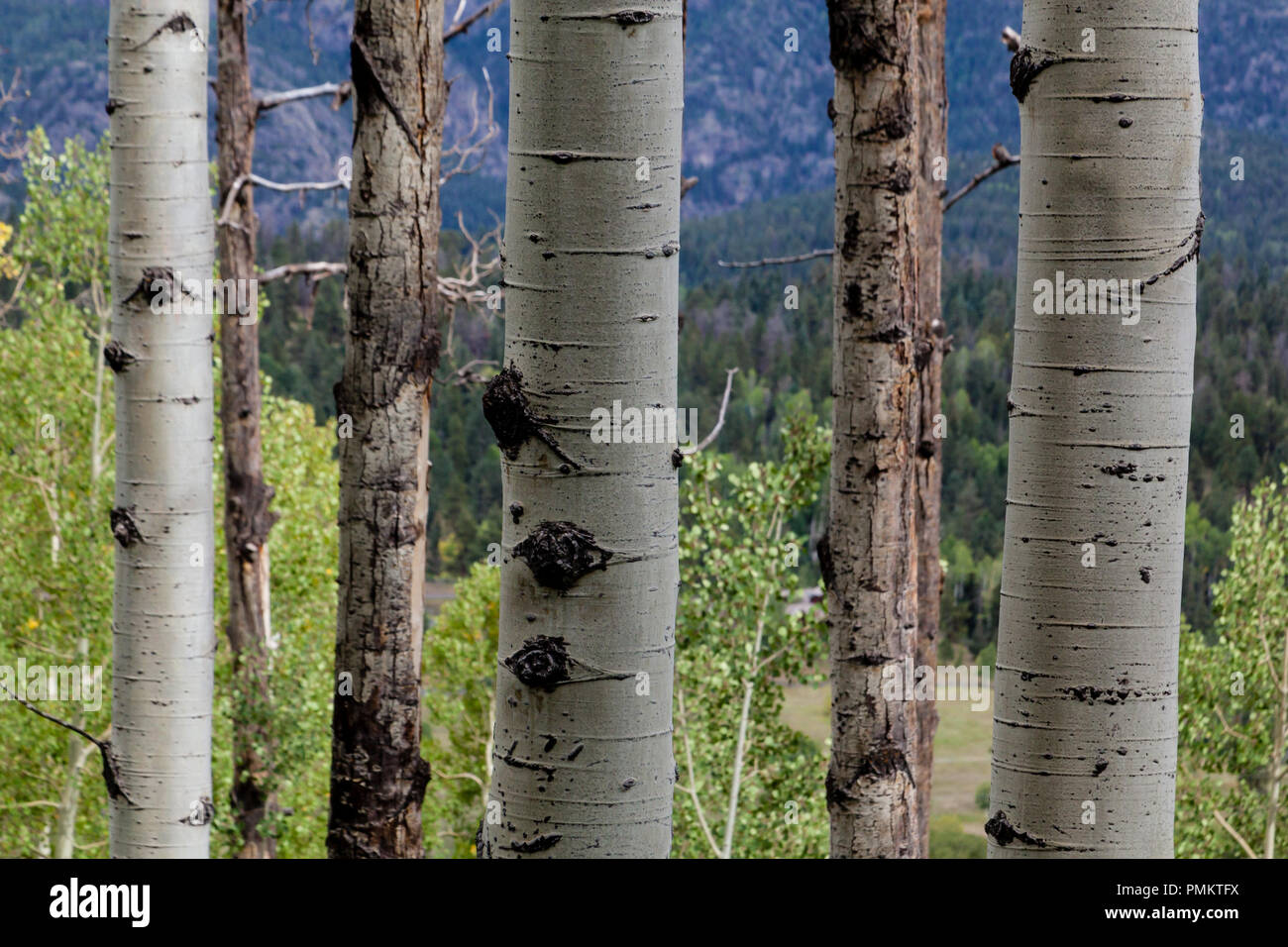 Aspen Trees, Bark and Canopy in the Rocky Mountains near Durango ...