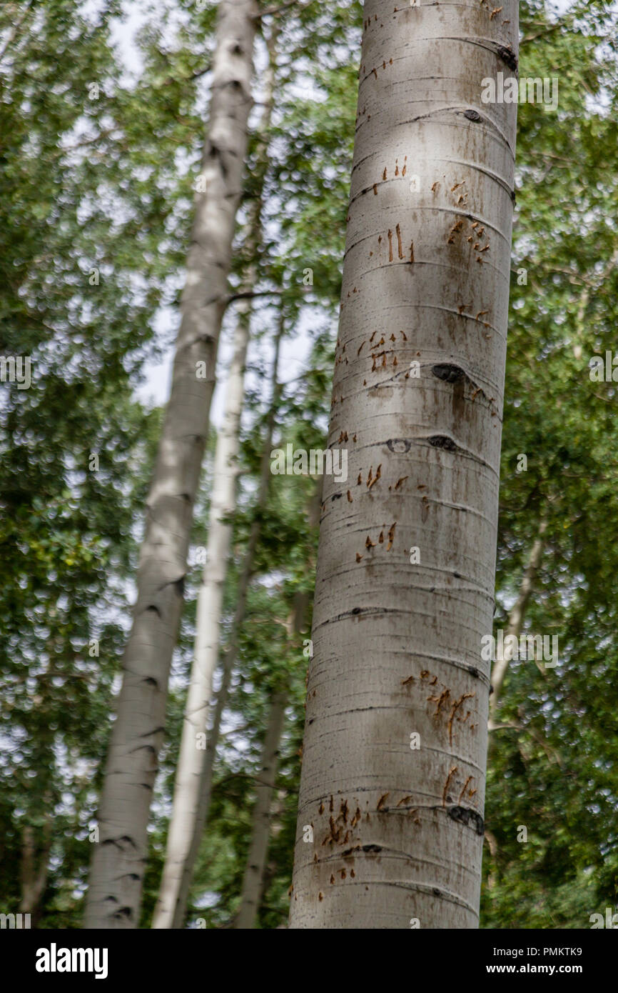 Tree claw marks black bear hi-res stock photography and images - Alamy